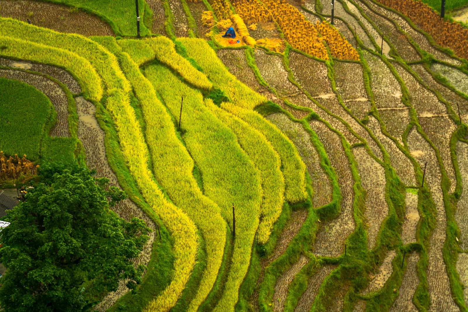 Terrace Plantation Photos, Download The BEST Free Terrace Plantation ...