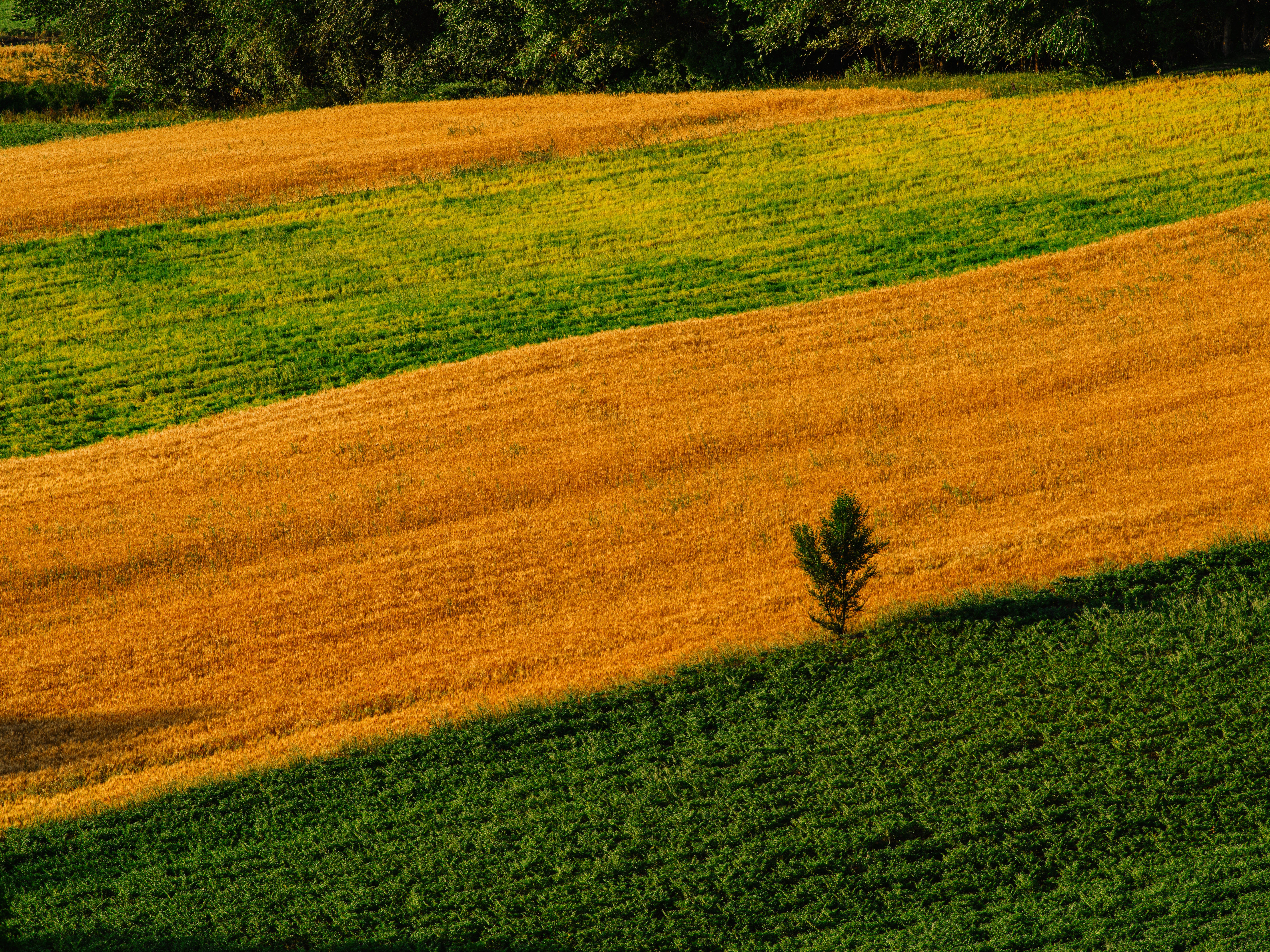 Green and Yellow Field of Crops · Free Stock Photo