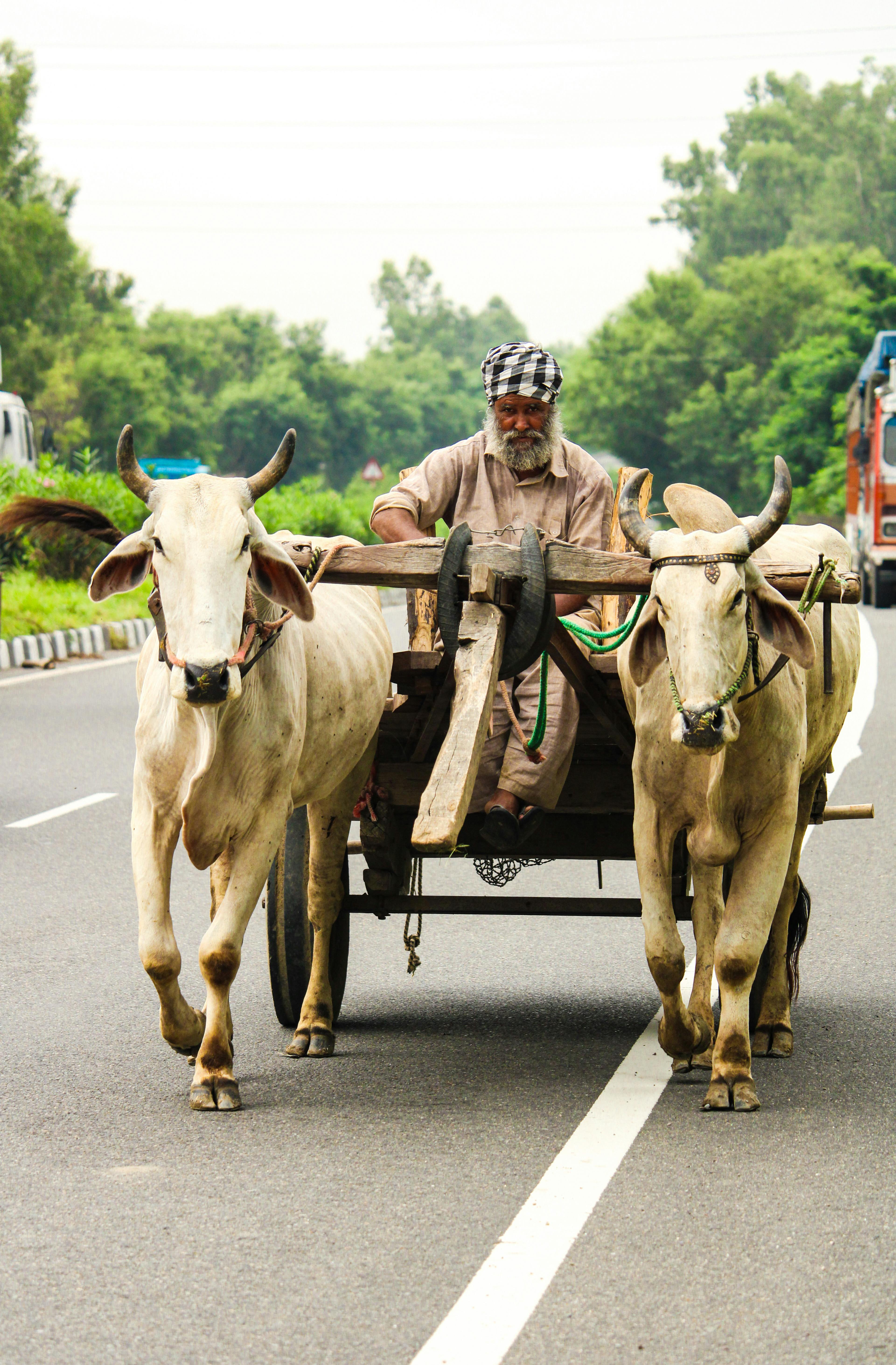 Animal Driven Cart Photos, Download The BEST Free Animal Driven Cart ...