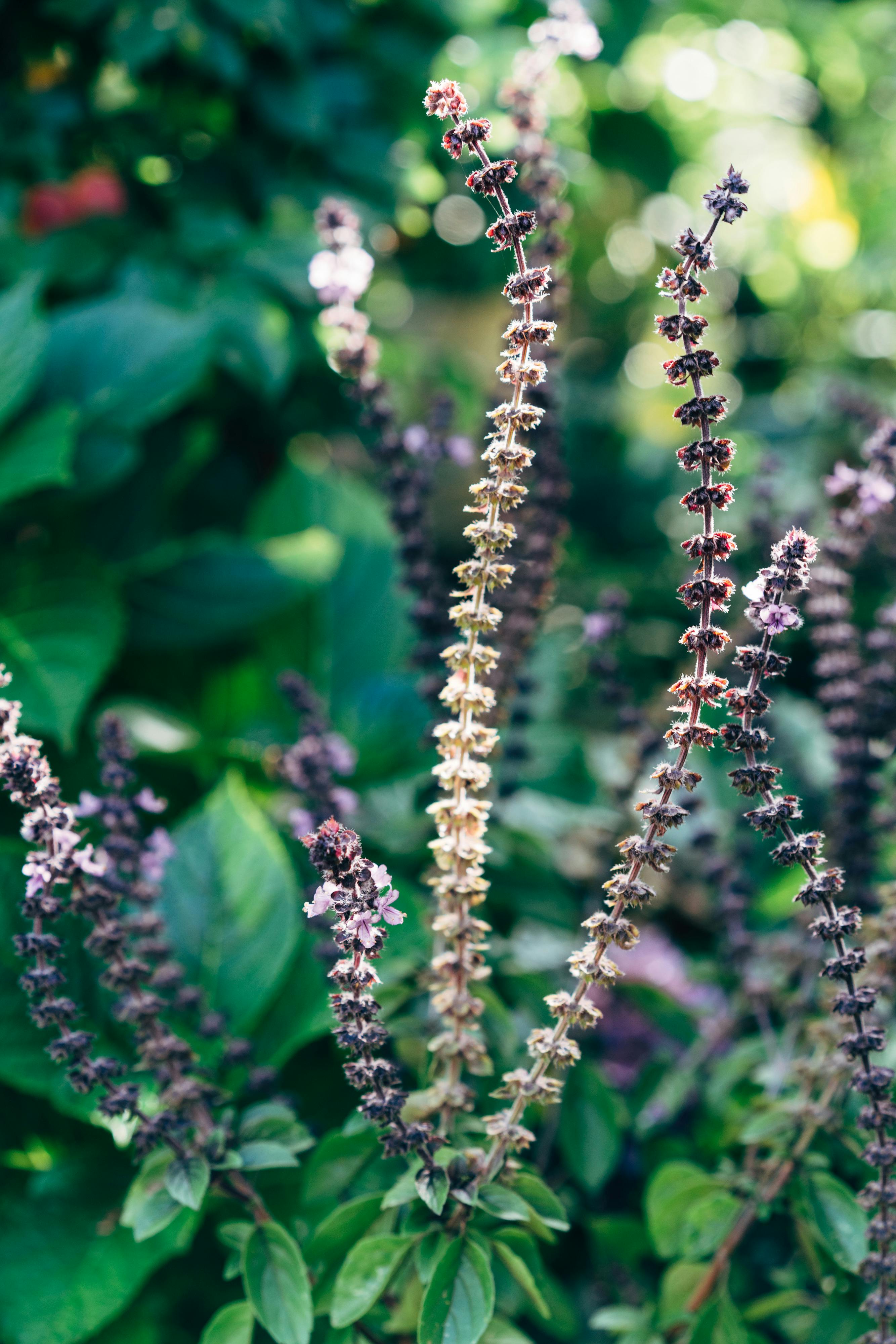 Thriving Photos, Download The BEST Free Thriving Stock Photos & HD Images