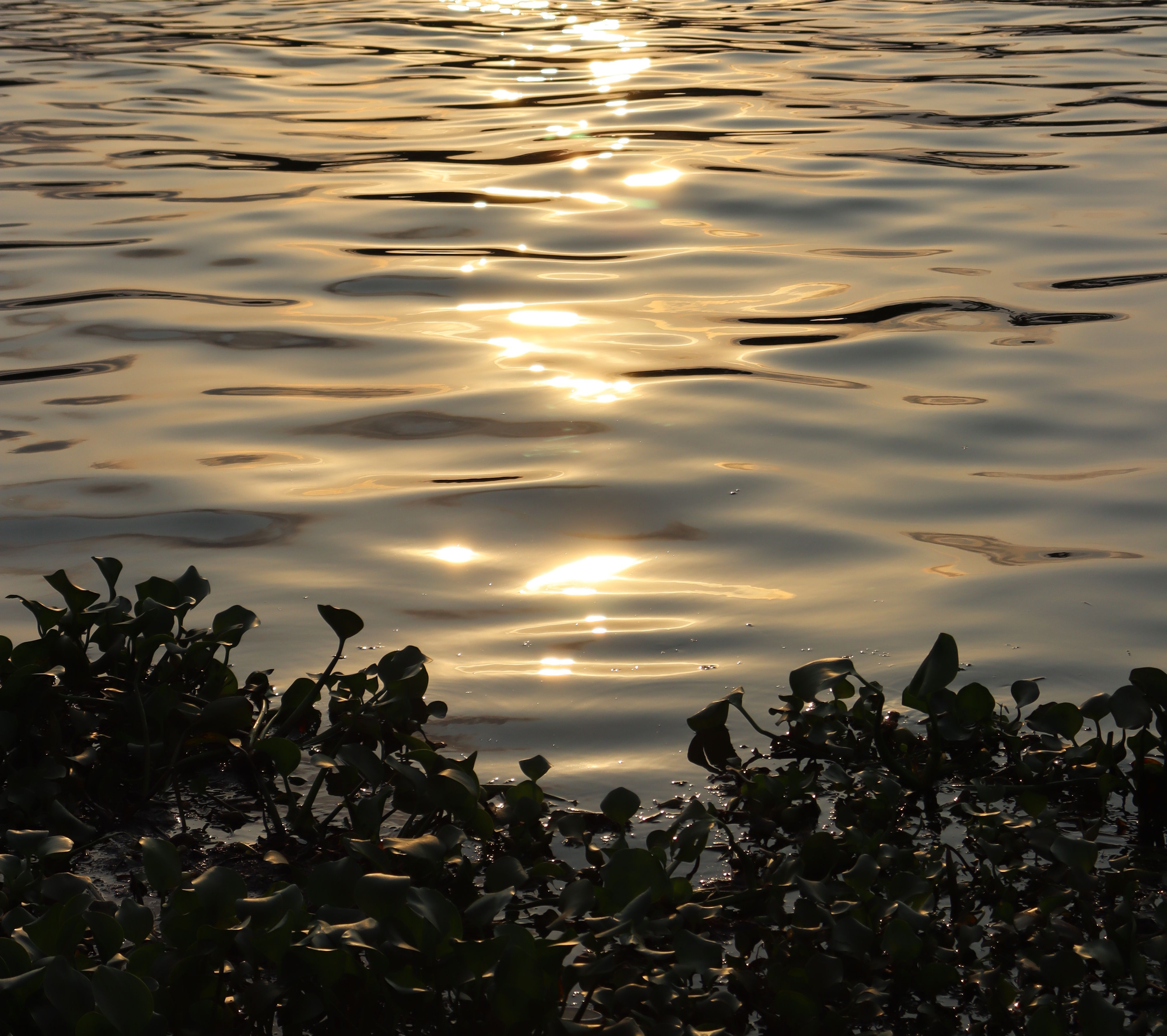 Close-up of Water Surface Reflecting the Sunlight · Free Stock Photo