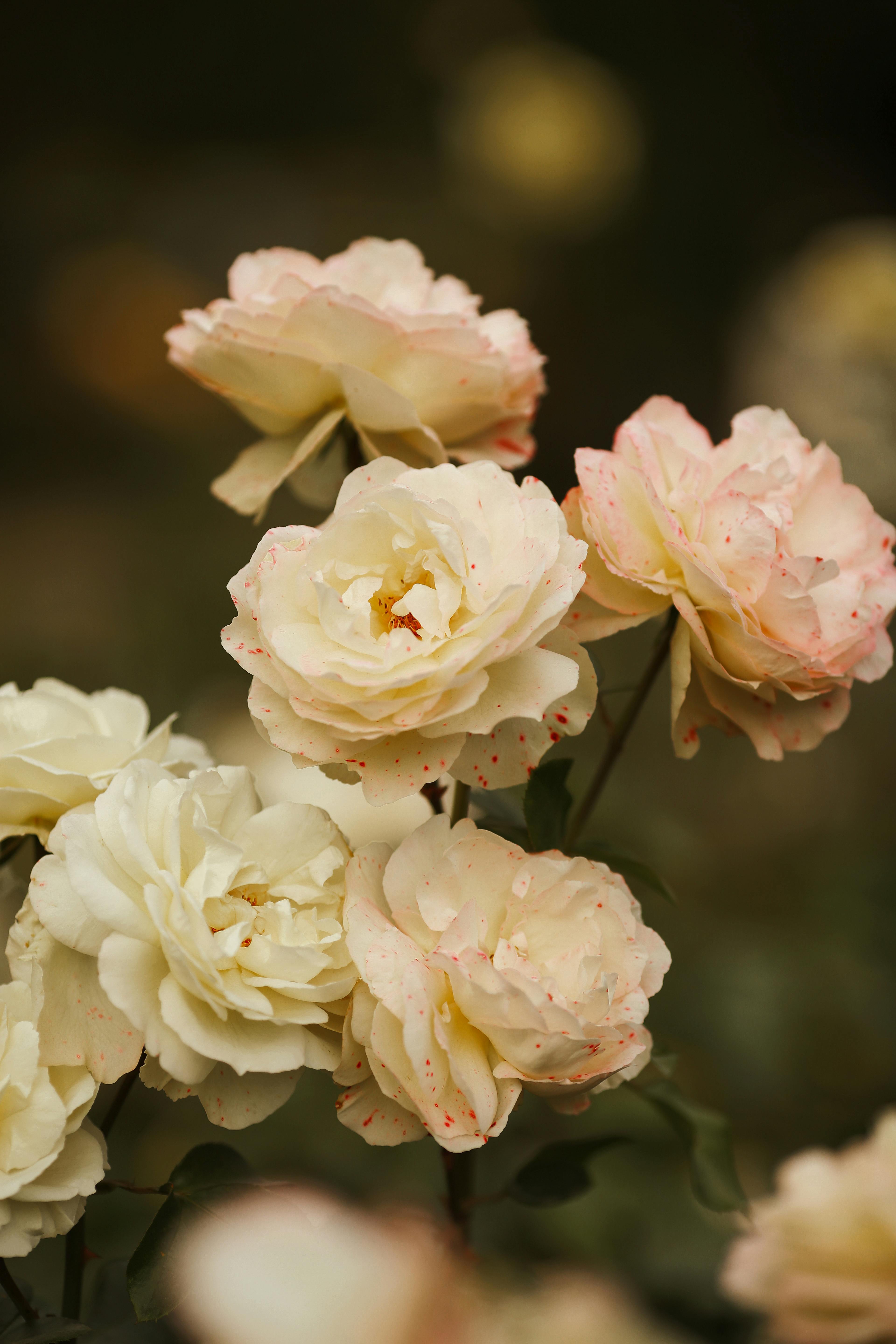 Cream Colored Rose Flowers · Free Stock Photo