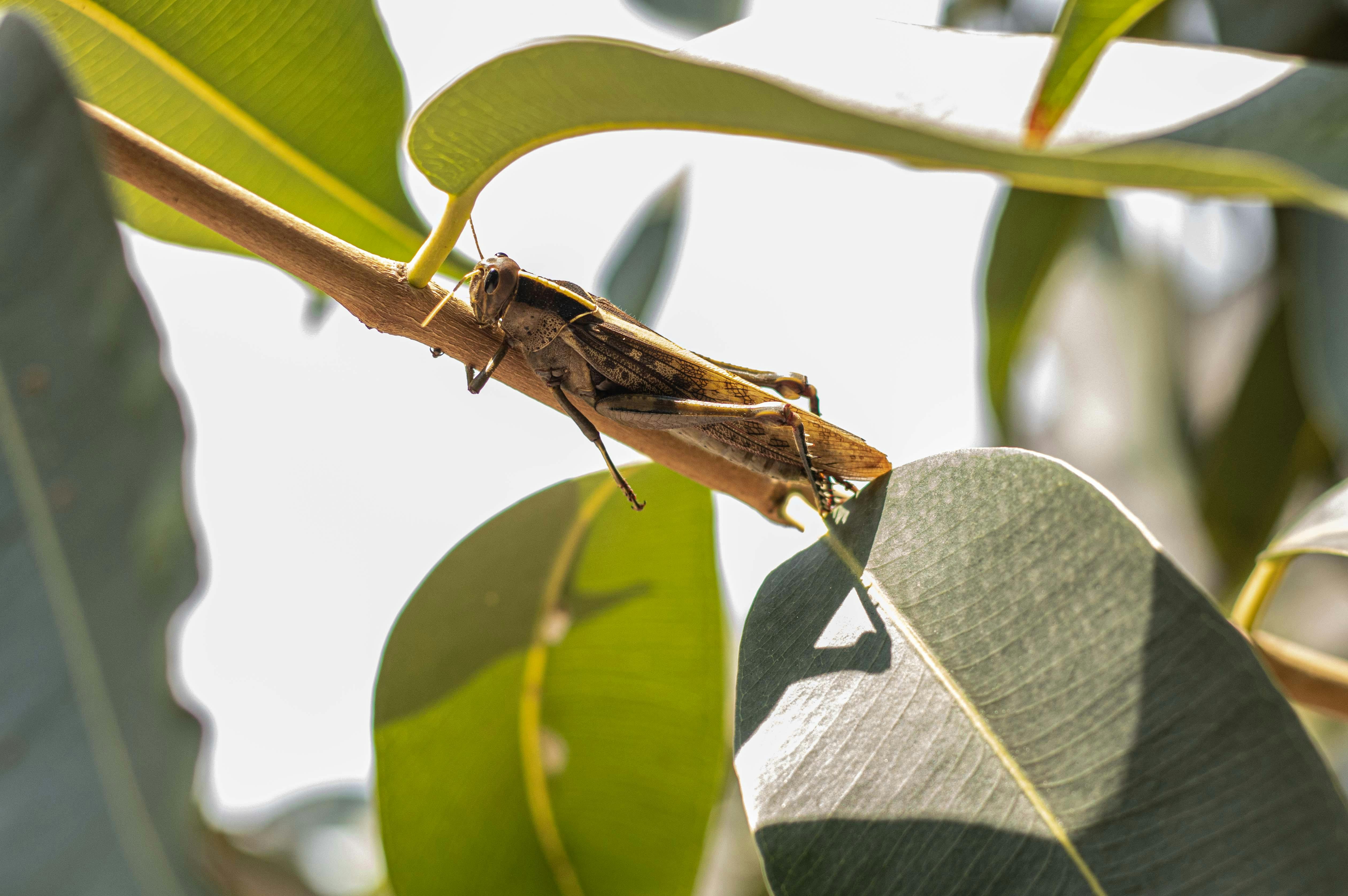 Foto de stock gratuita sobre al aire libre, anatomía de insectos, bioma ...