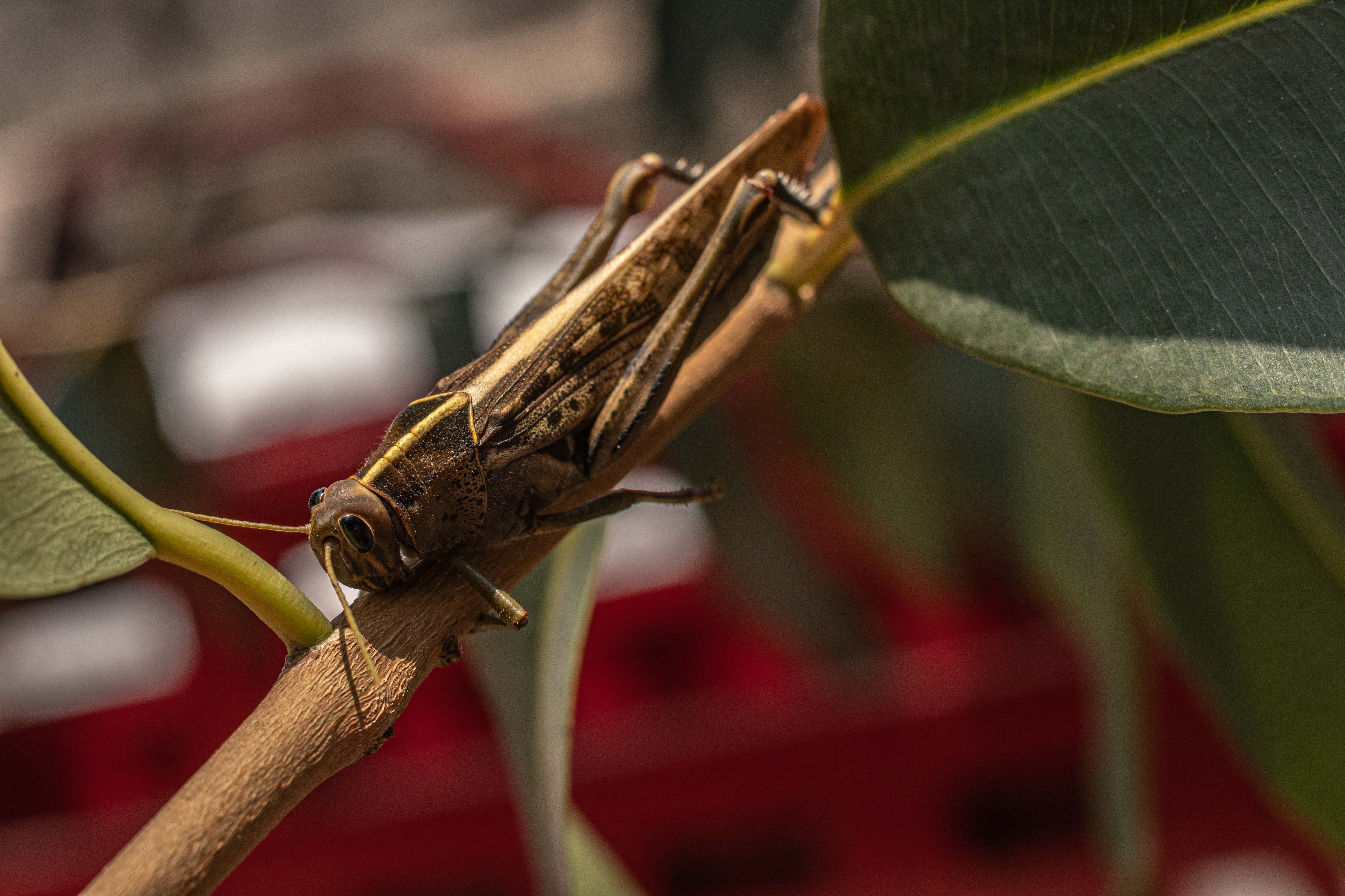 Close-up of a Grasshopper Sitting on a Branch · Free Stock Photo