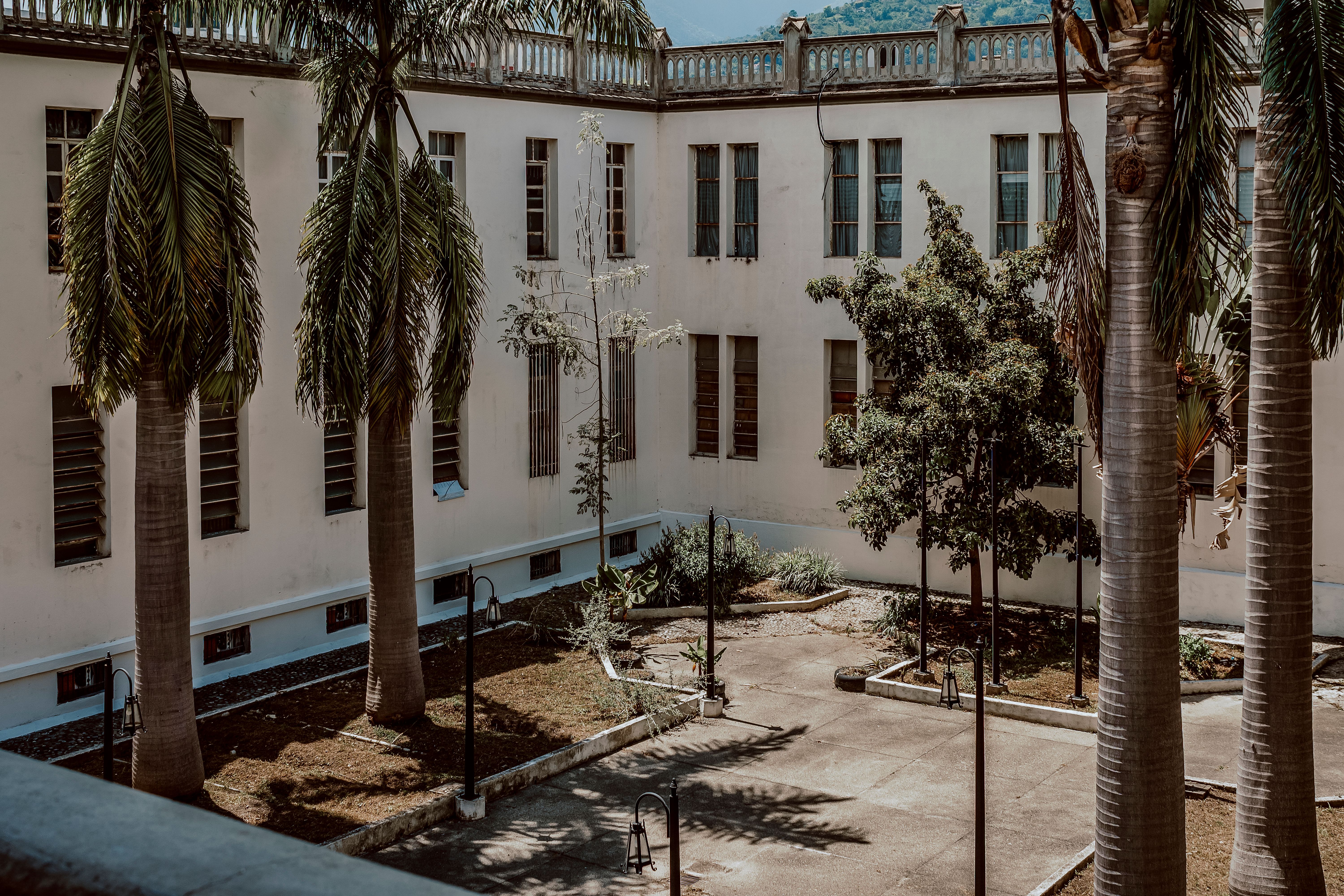 Palm Trees in Courtyard · Free Stock Photo