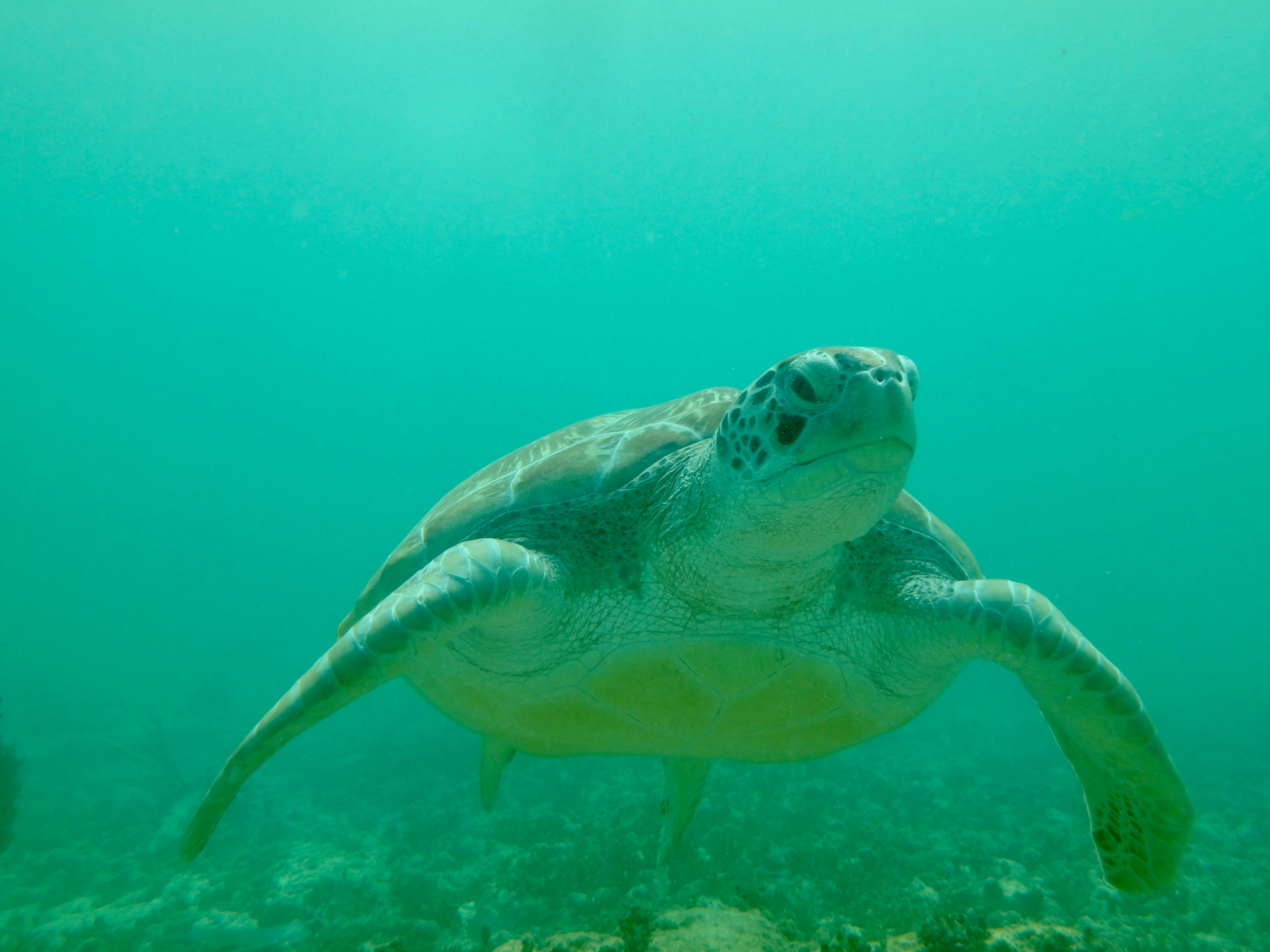Turtle swimming underwater · Free Stock Photo