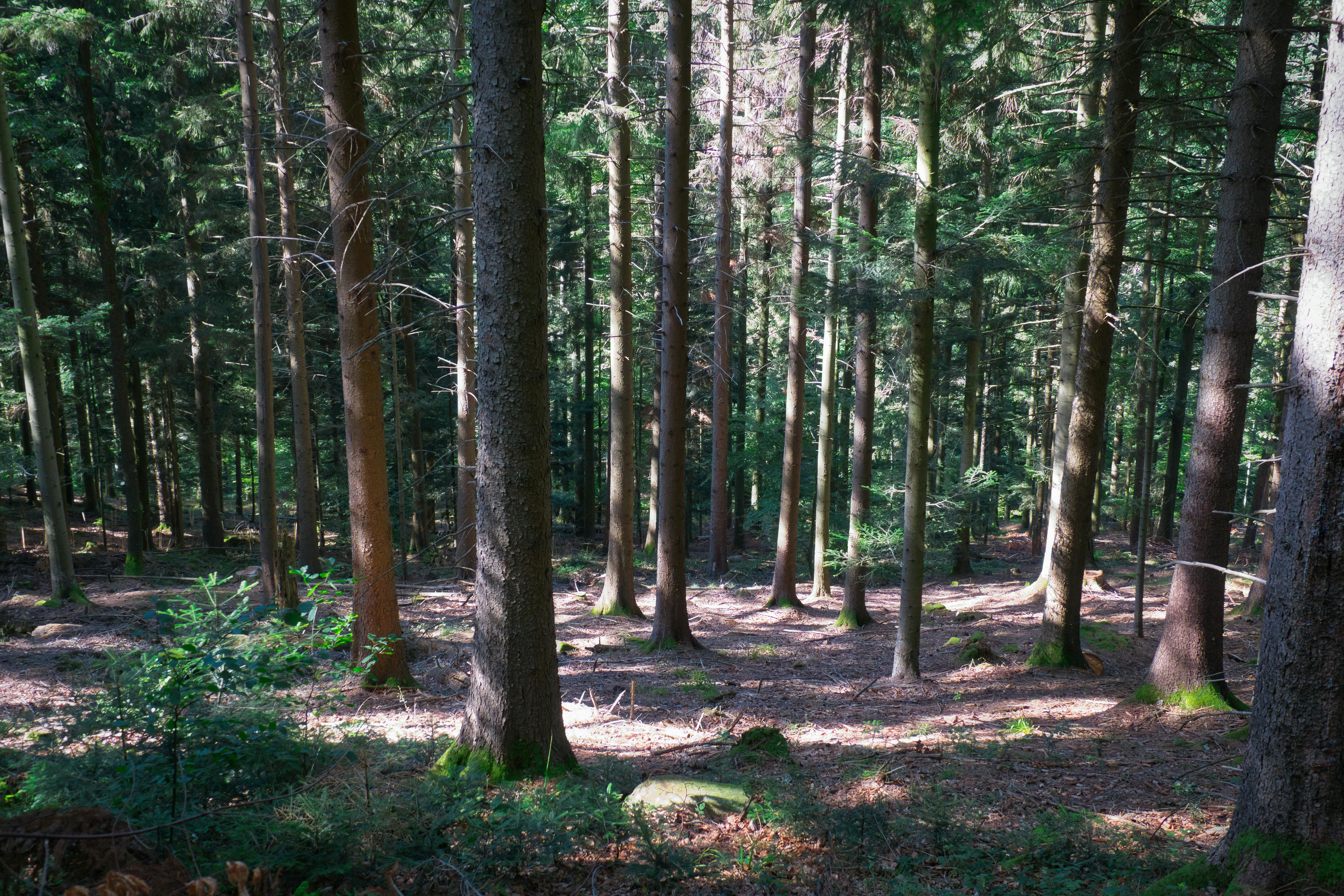 Hilly Conifer Woods · Free Stock Photo