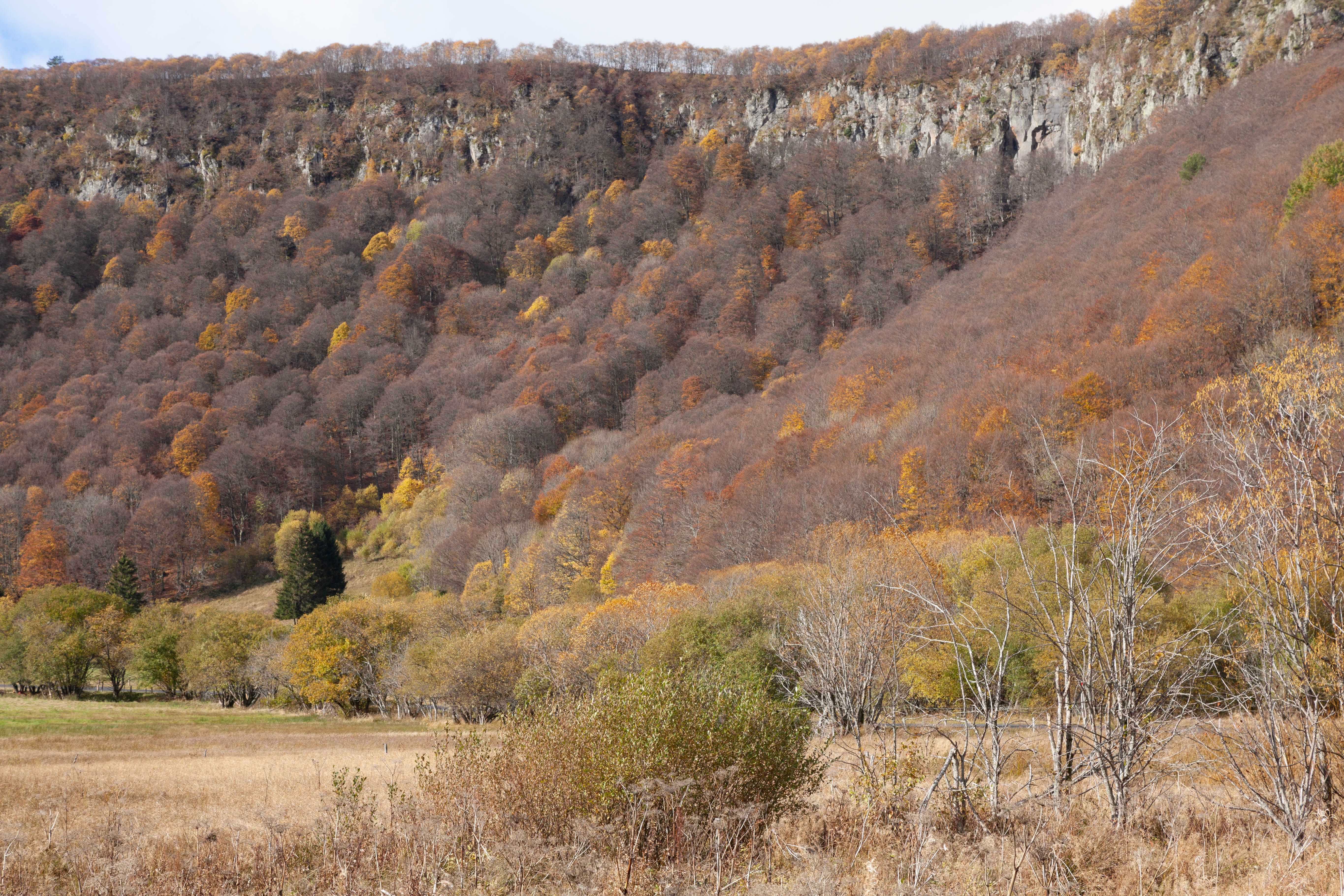 A field with trees and grass in the fall · Free Stock Photo