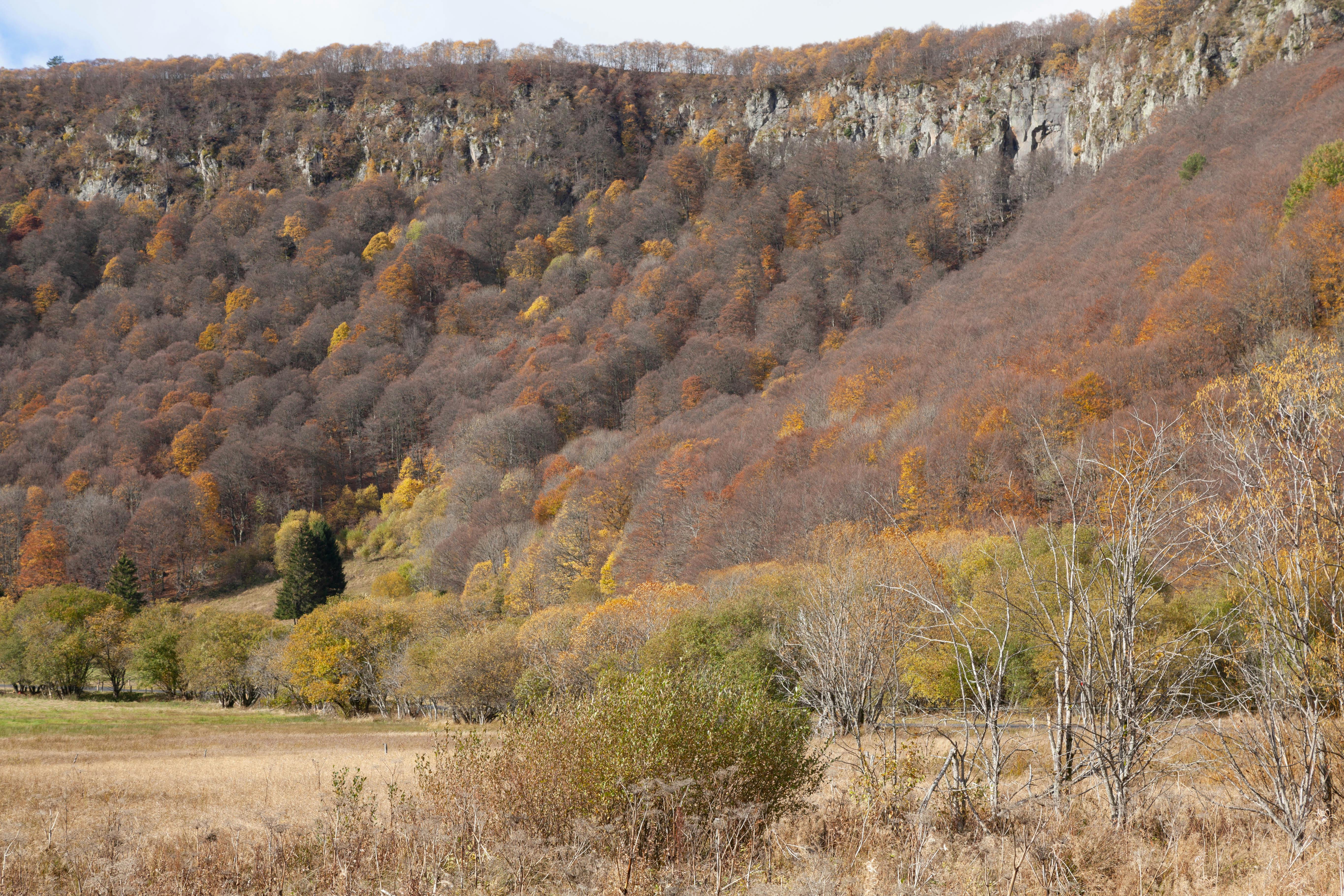 Foto de stock gratuita sobre acantilado, al aire libre, arboles ...