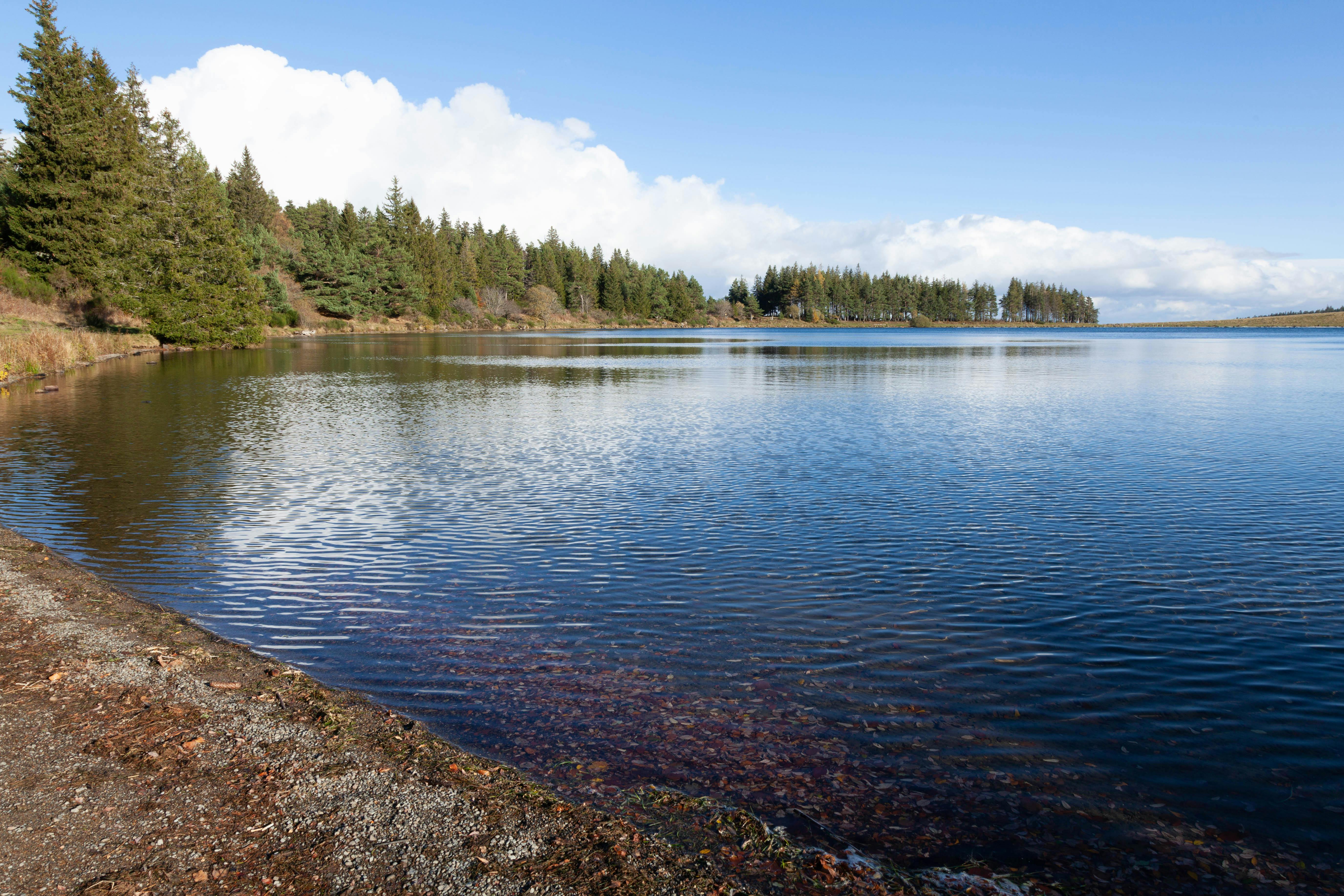 Conifer Woods by Lake Bank · Free Stock Photo