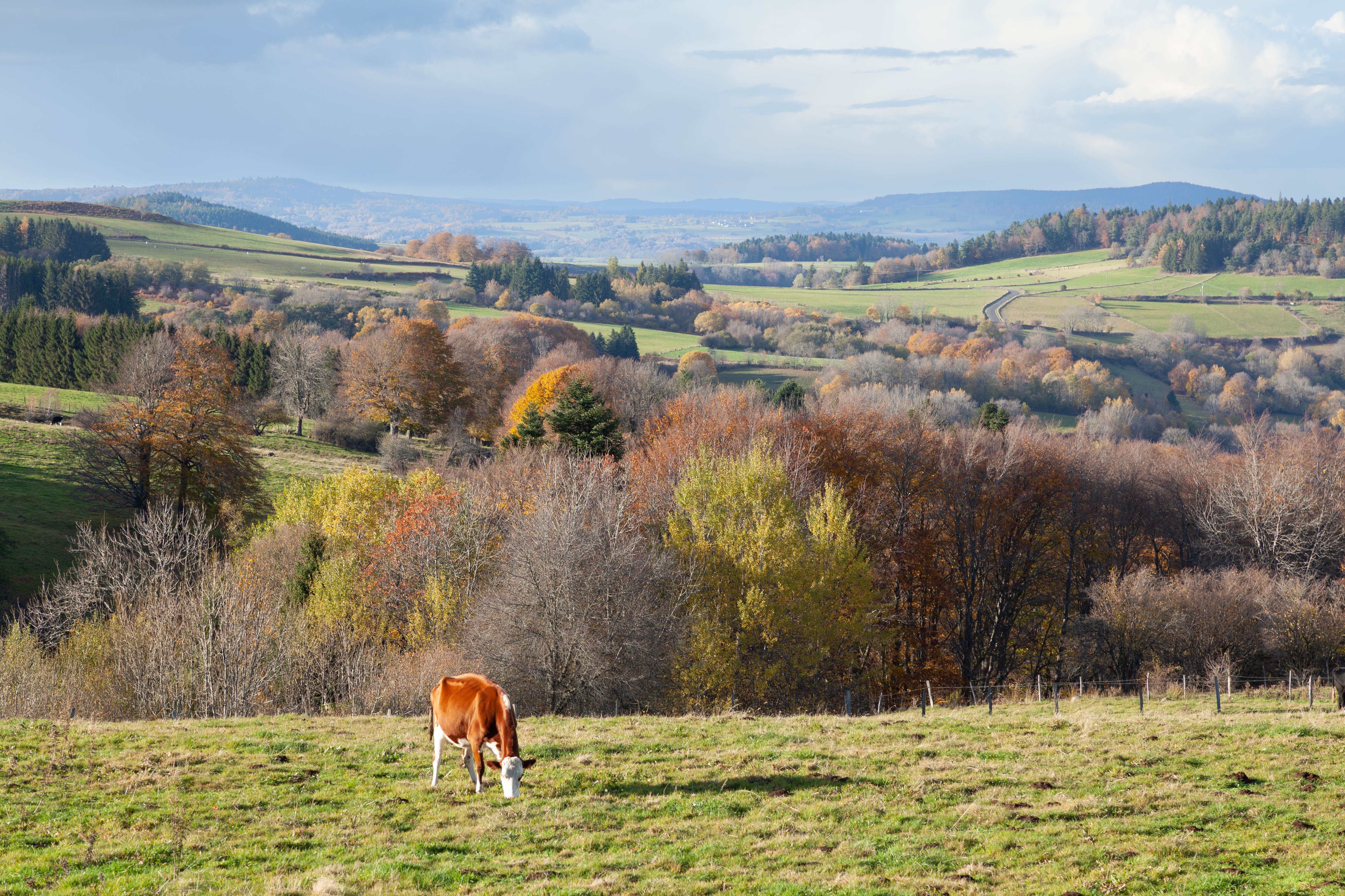 Cow and Hills · Free Stock Photo