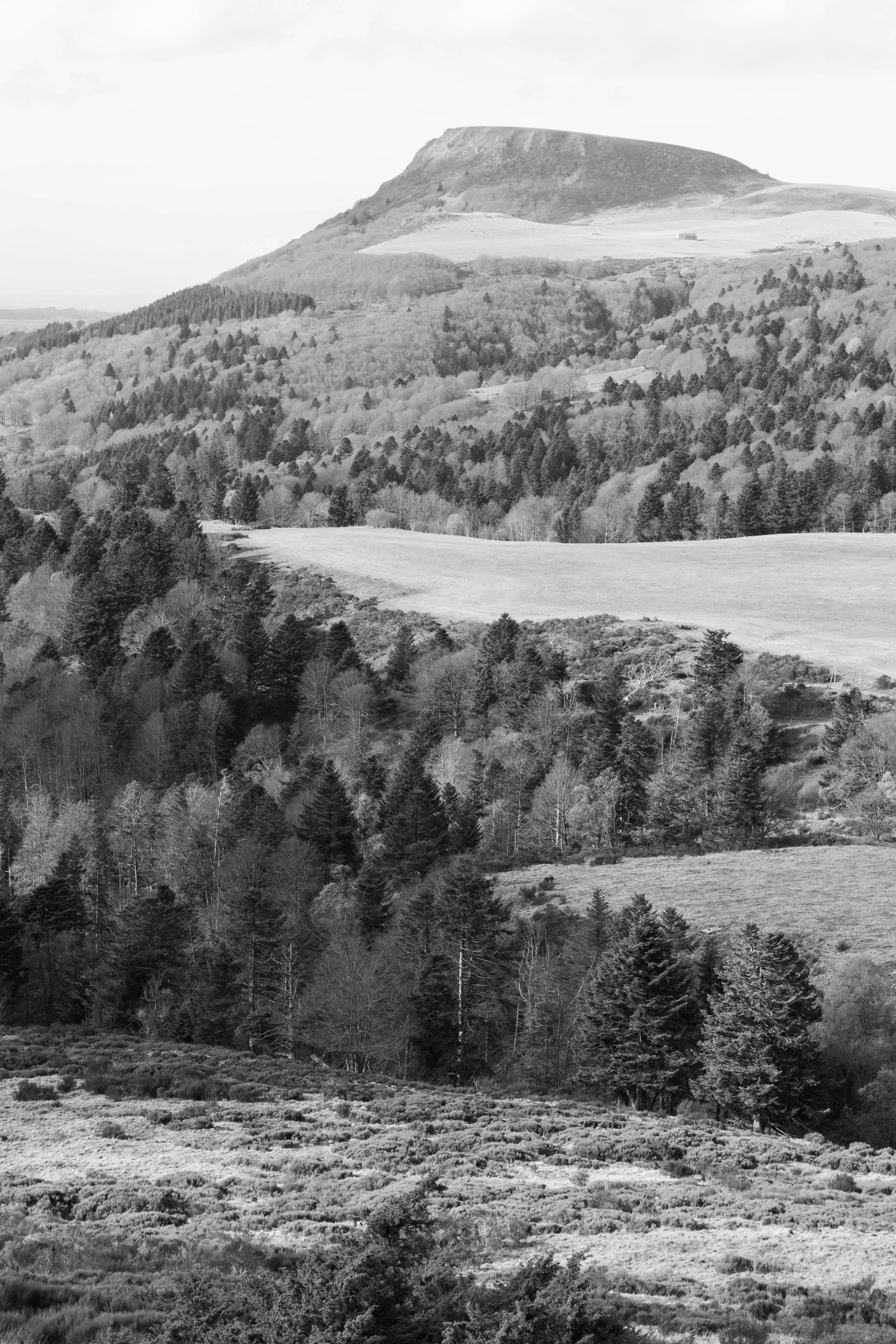 Meadows and Forest in Foothill · Free Stock Photo