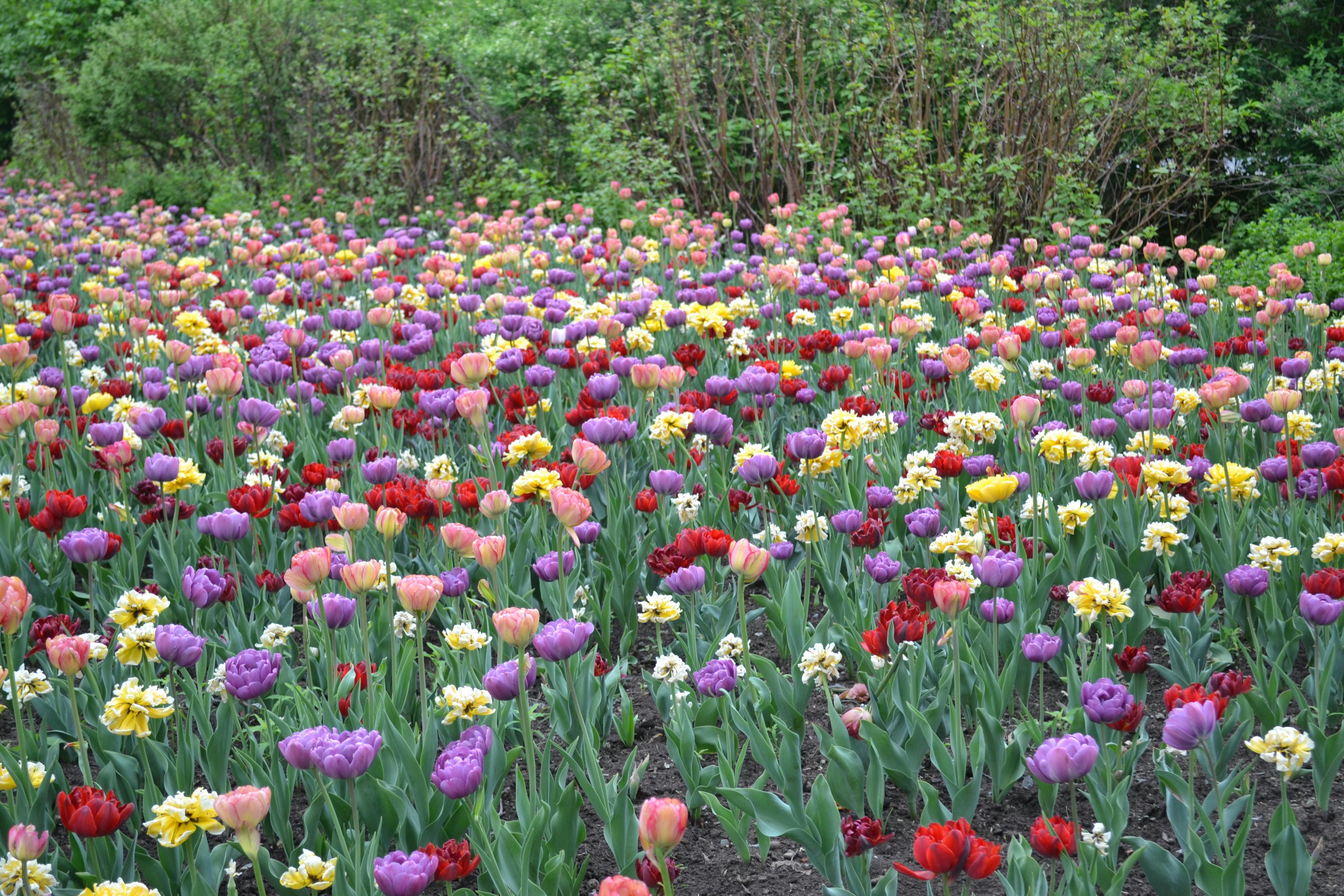 Colorful Tulip Field · Free Stock Photo Colorful Tulip Field · Free Stock Photo