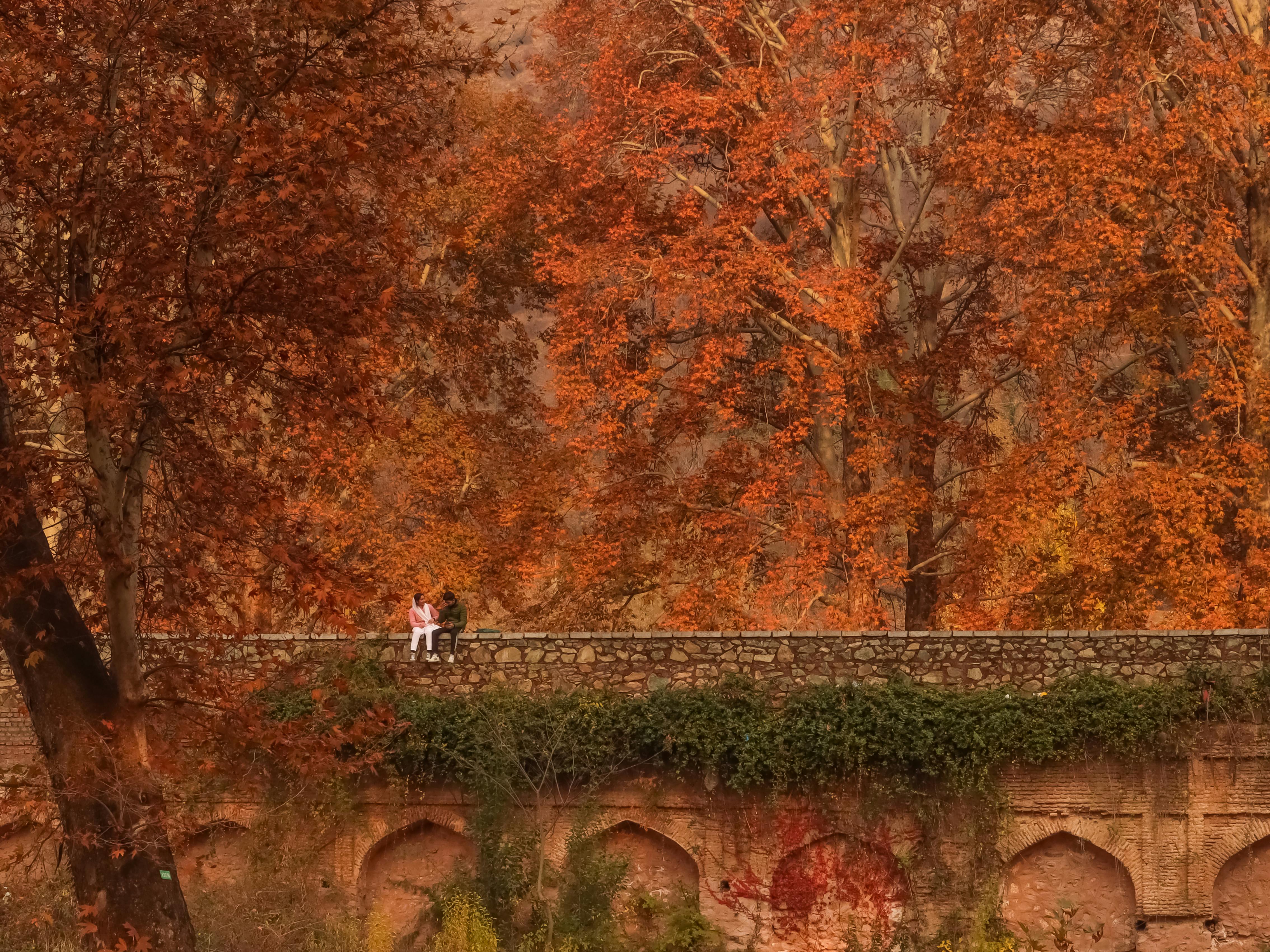 Images Of Kashmiri Chinar Trees Photos, Download The BEST Free Images ...