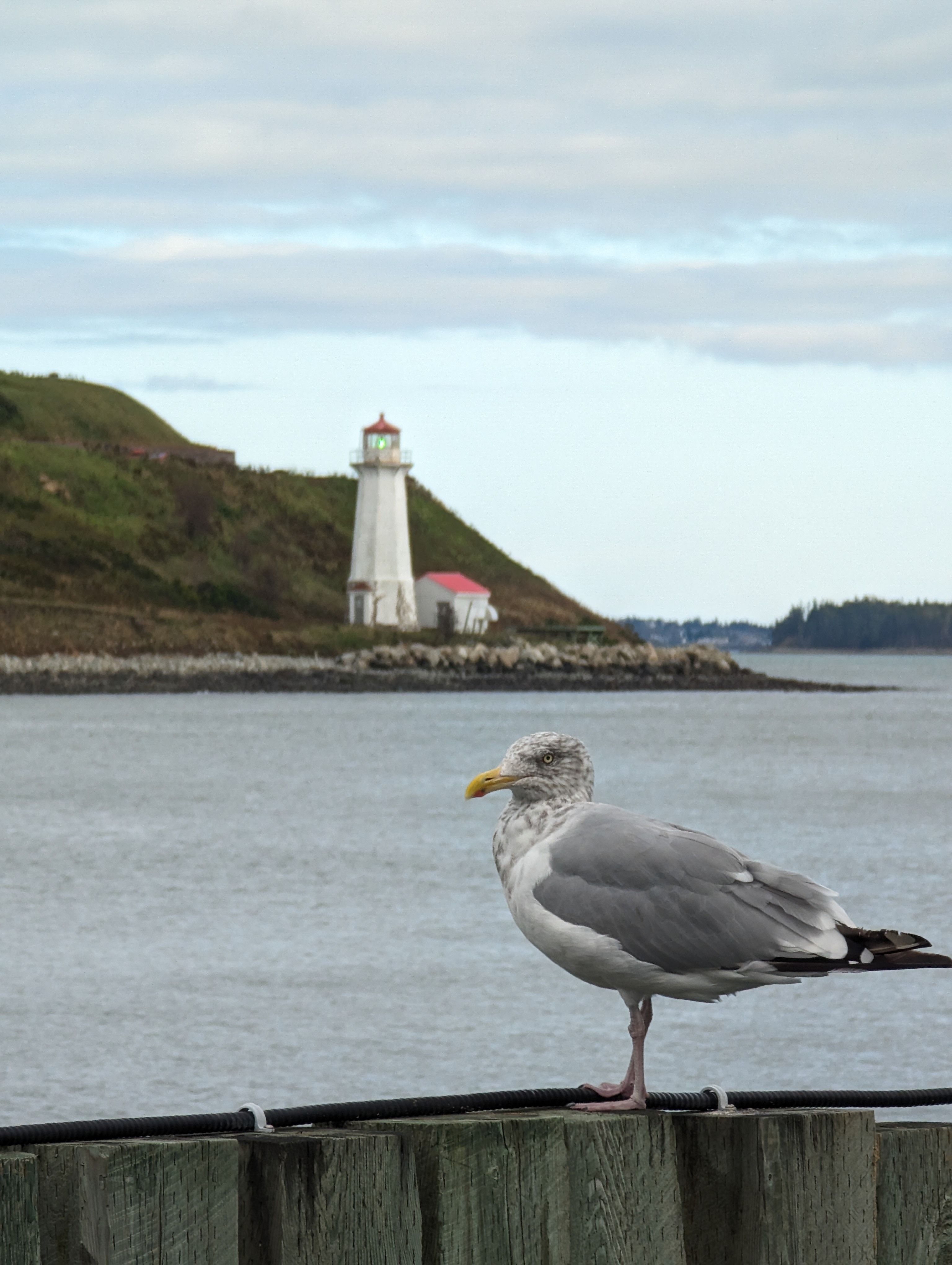 Seagull in Front of the Georges Island Lighthouse in Halifax, Canada ...