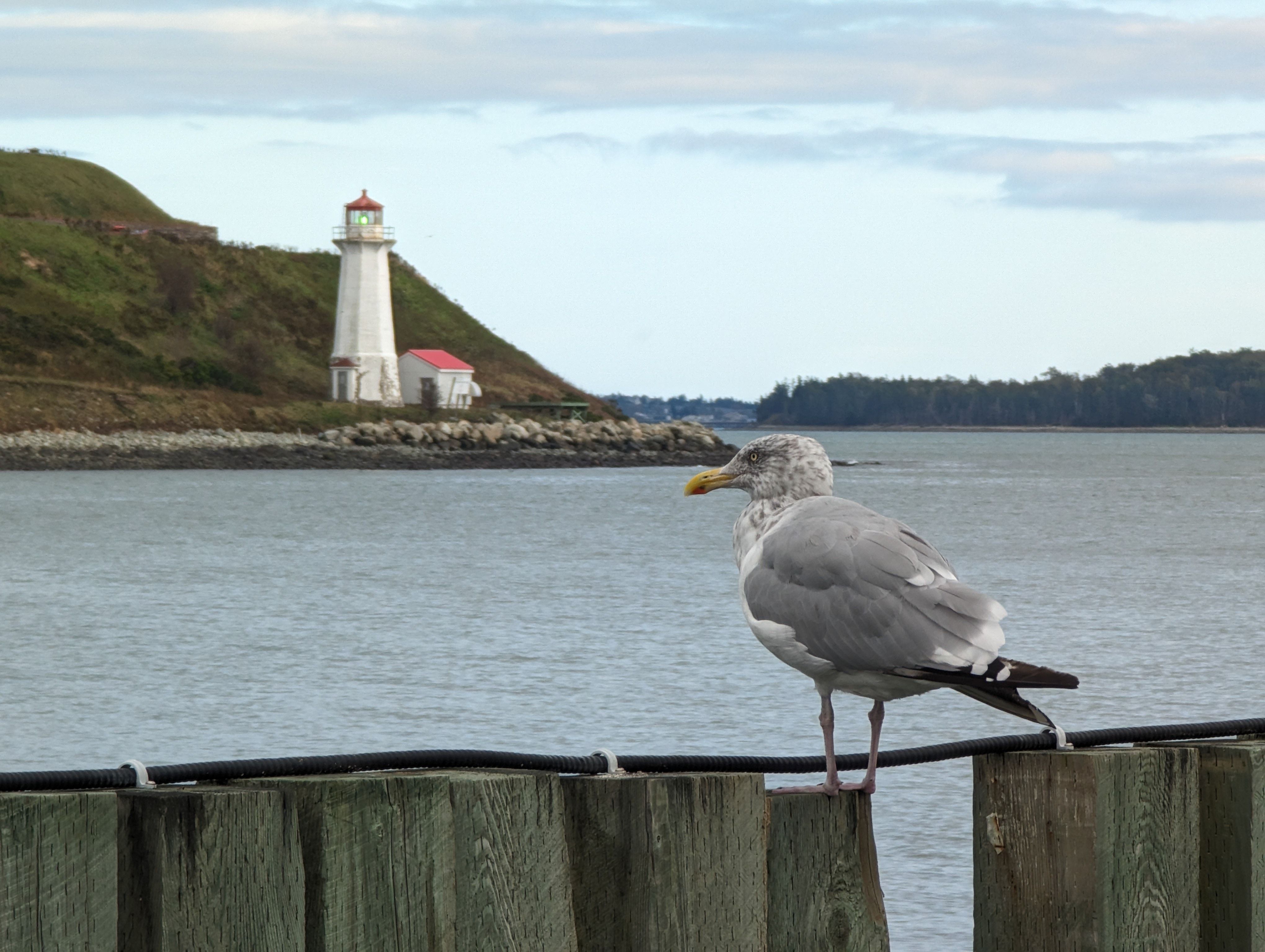 Canada Animals Photos, Download The BEST Free Canada Animals Stock ...