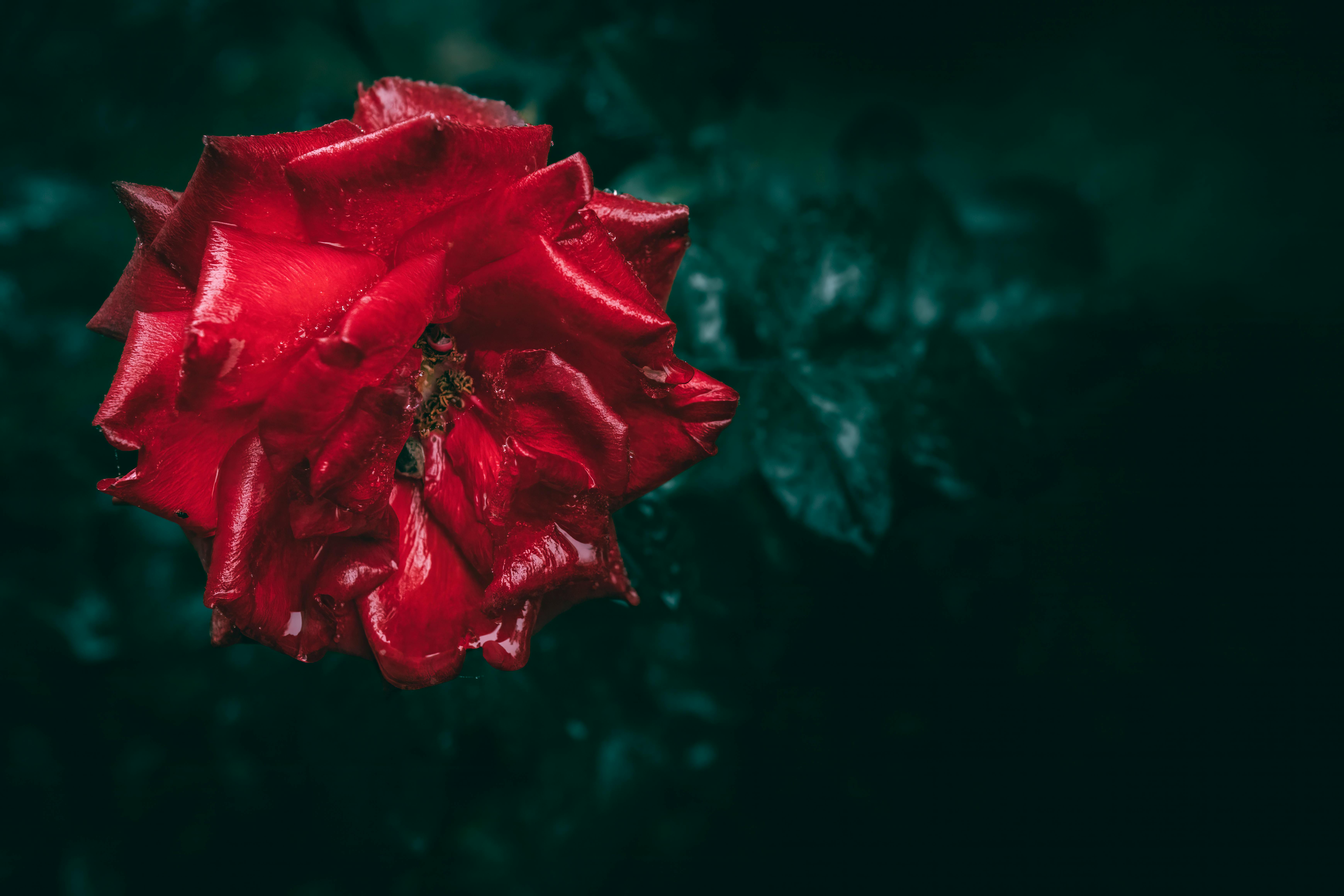 A close up of a red garden rose in bloom · Free Stock Photo