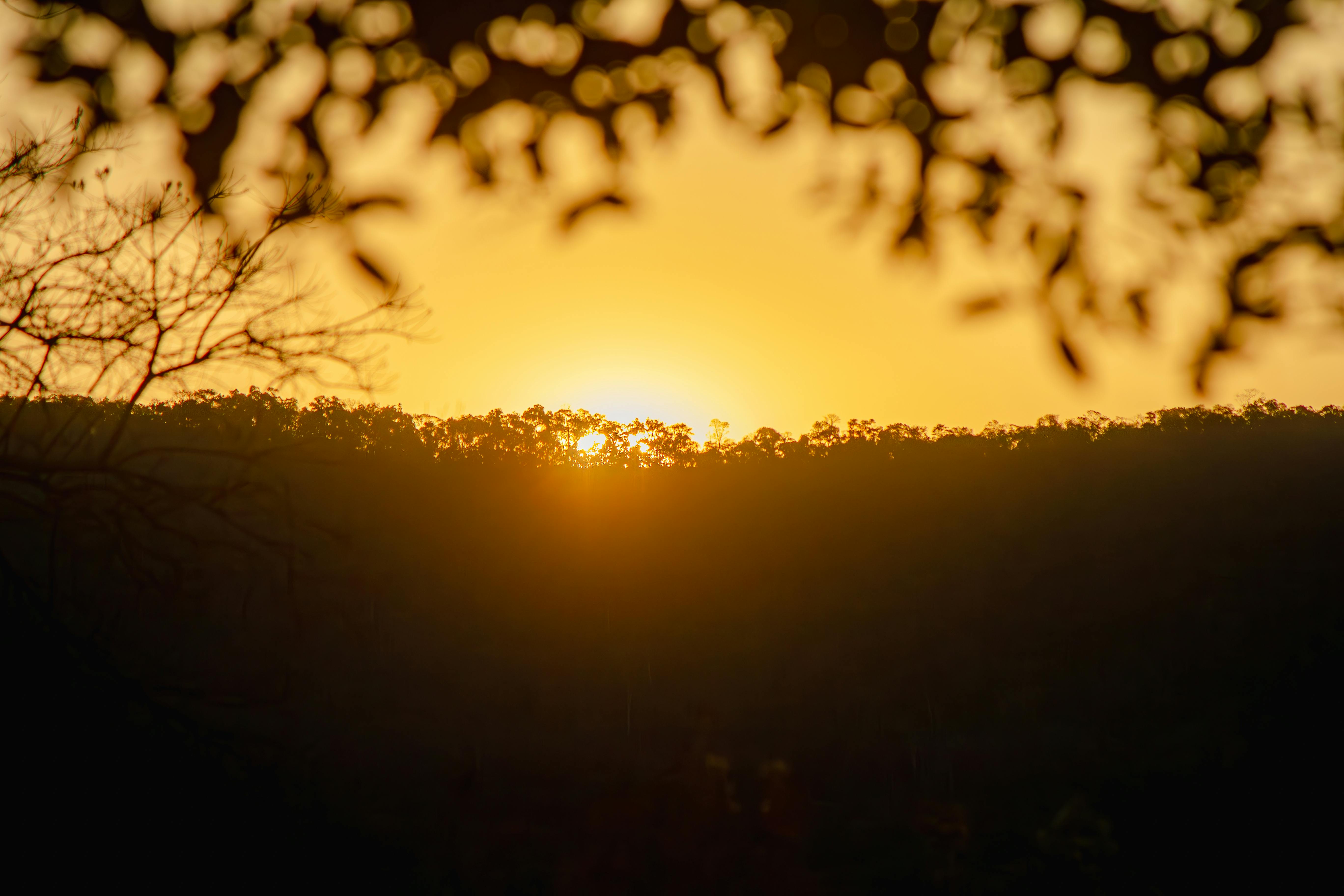 Sunset Sunlight on Yellow Sky over Forest · Free Stock Photo