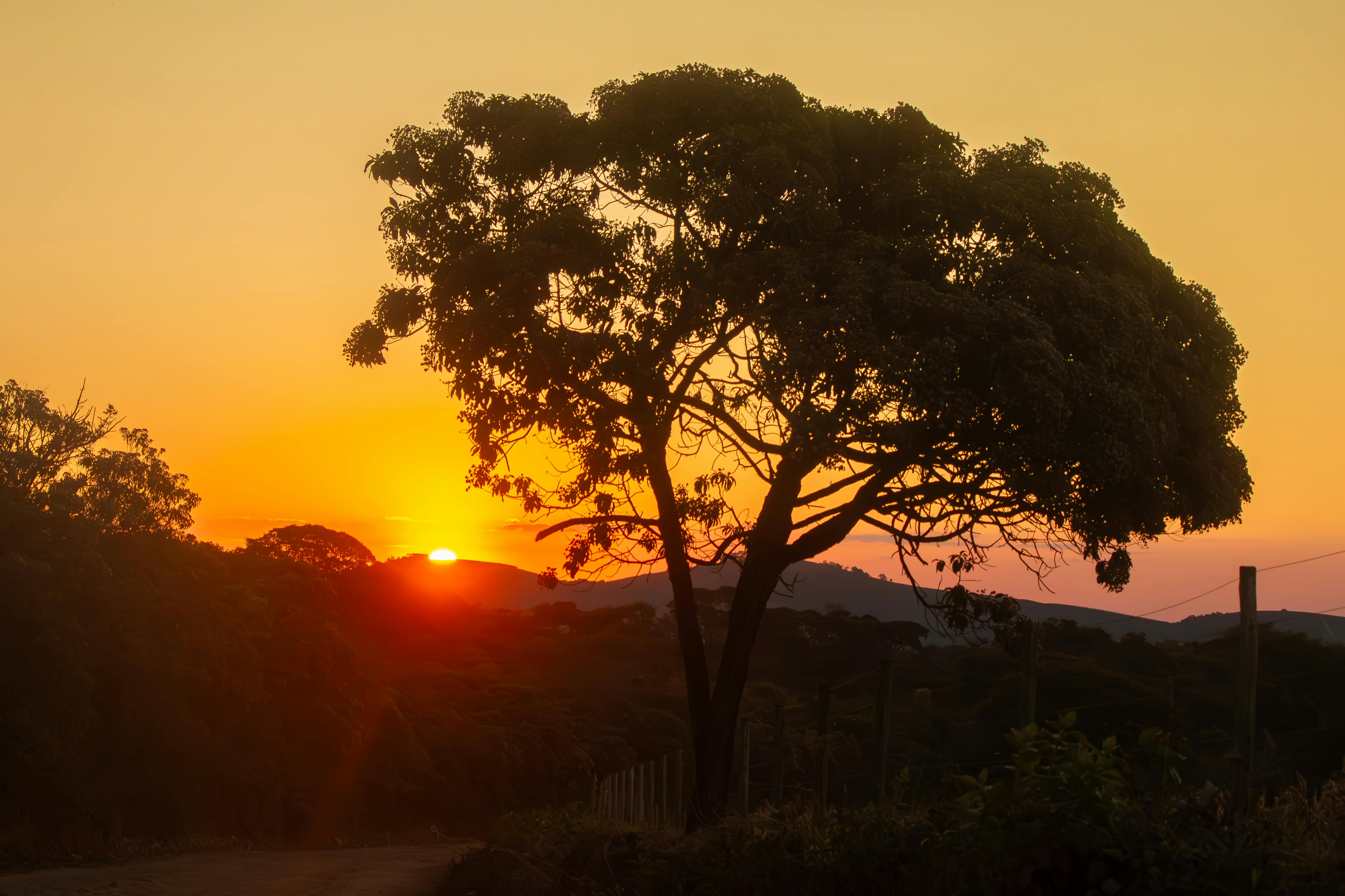Tree Silhouette at Sunset · Free Stock Photo