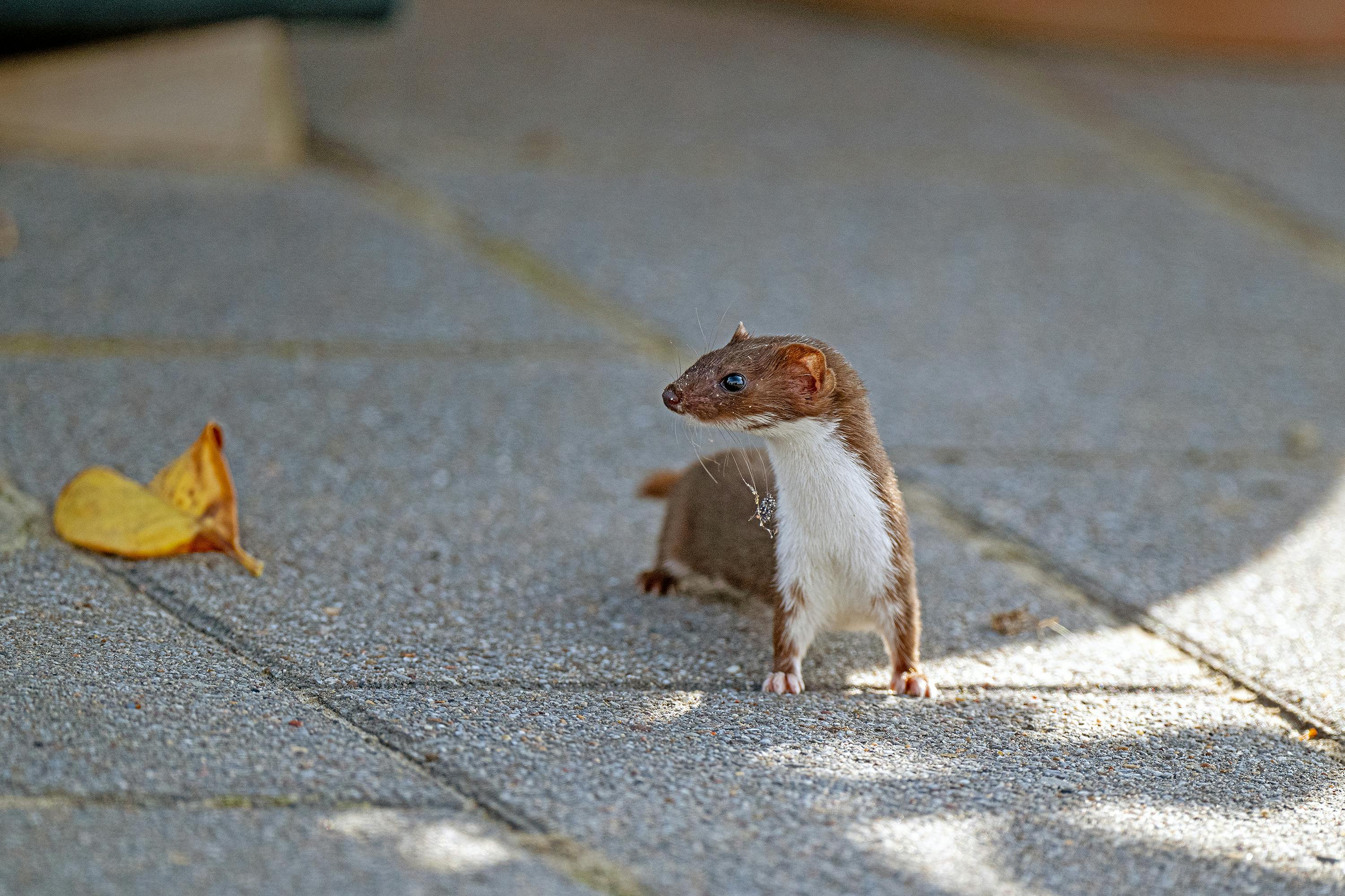 Weasel and Leaf · Free Stock Photo