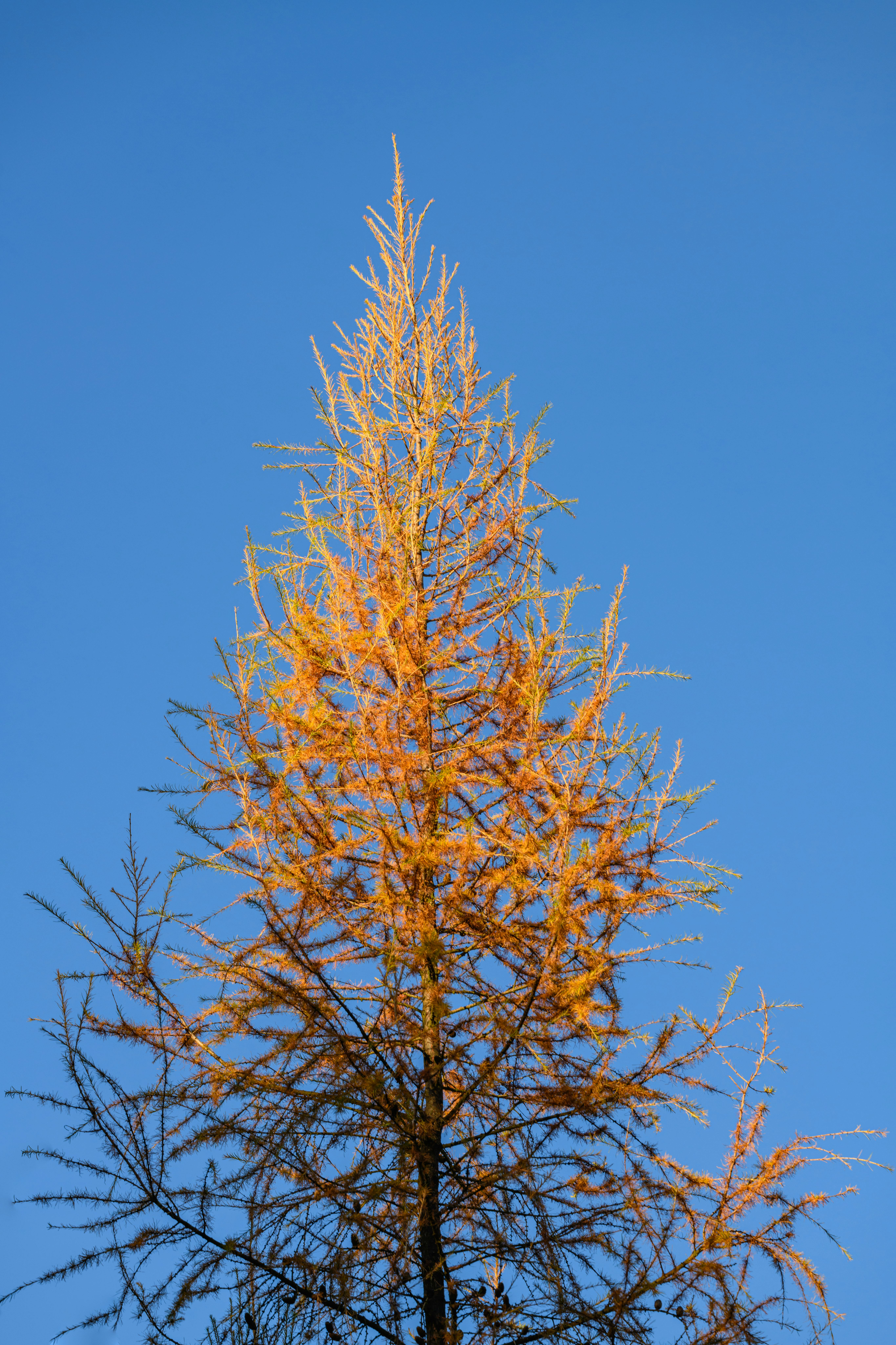 Dry Coniferous Tree on the Background of Clear Blue Sky · Free Stock Photo