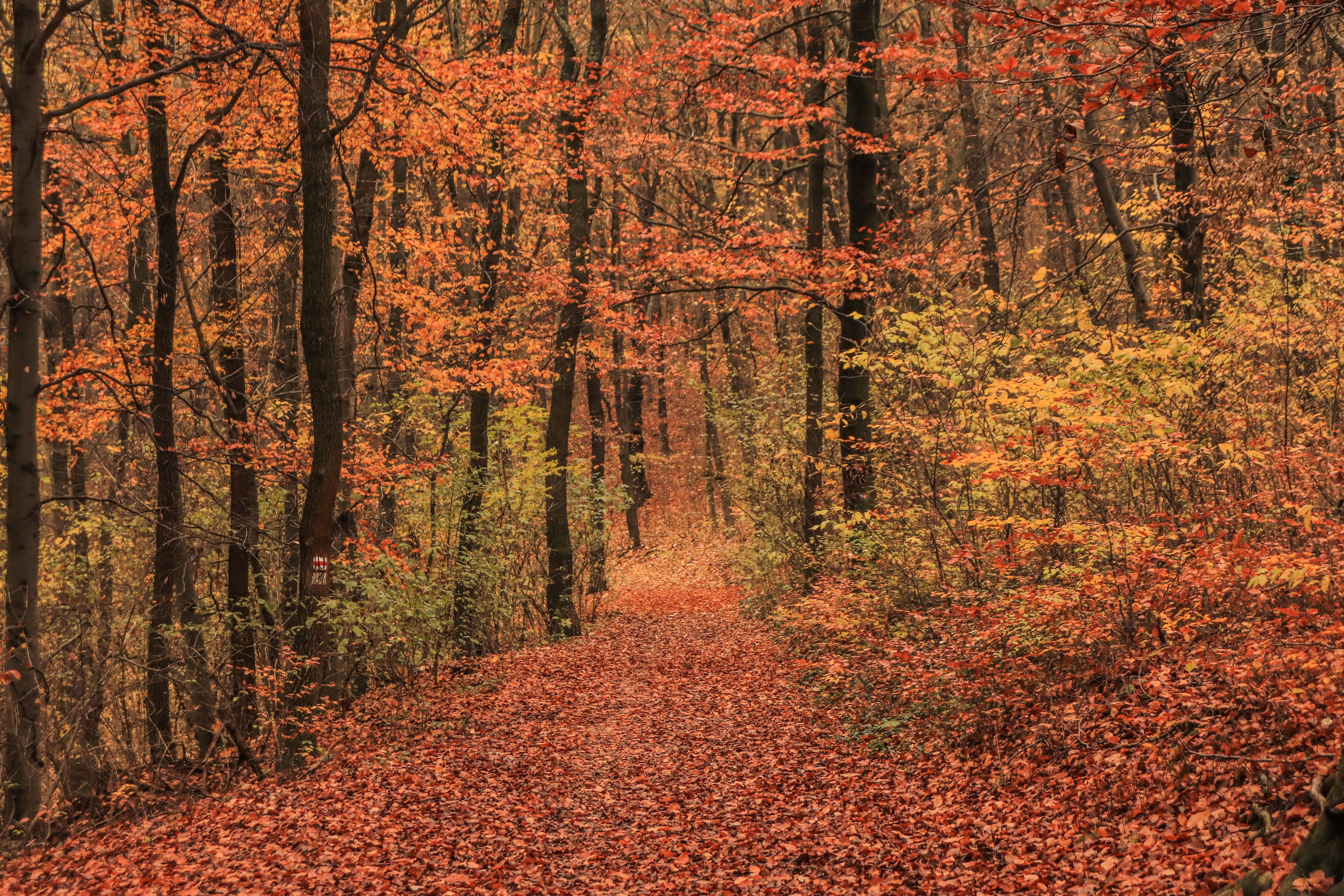 Red Leaves in Forest in Autumn · Free Stock Photo