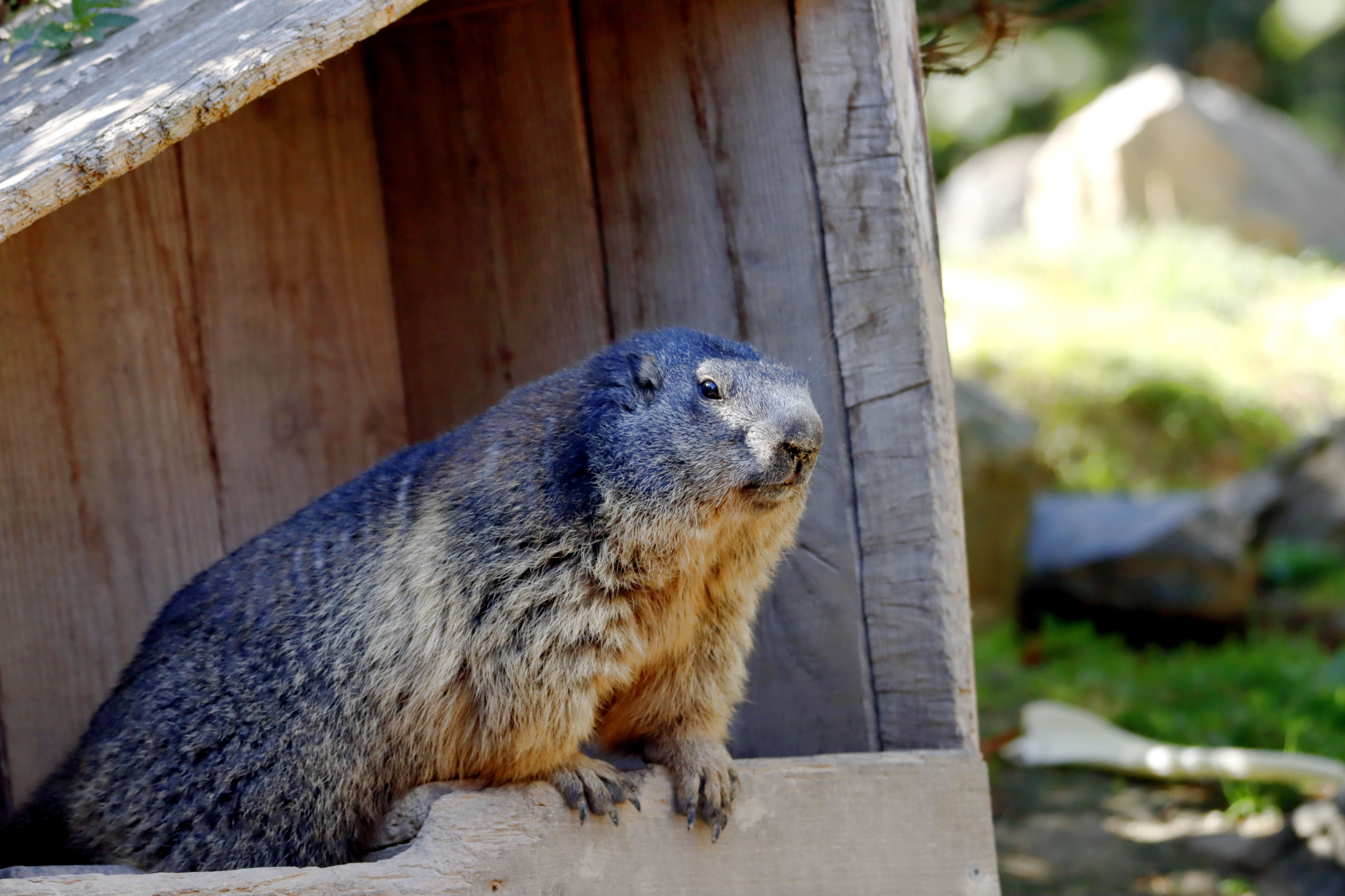 Groundhog Lying on Grass · Free Stock Photo