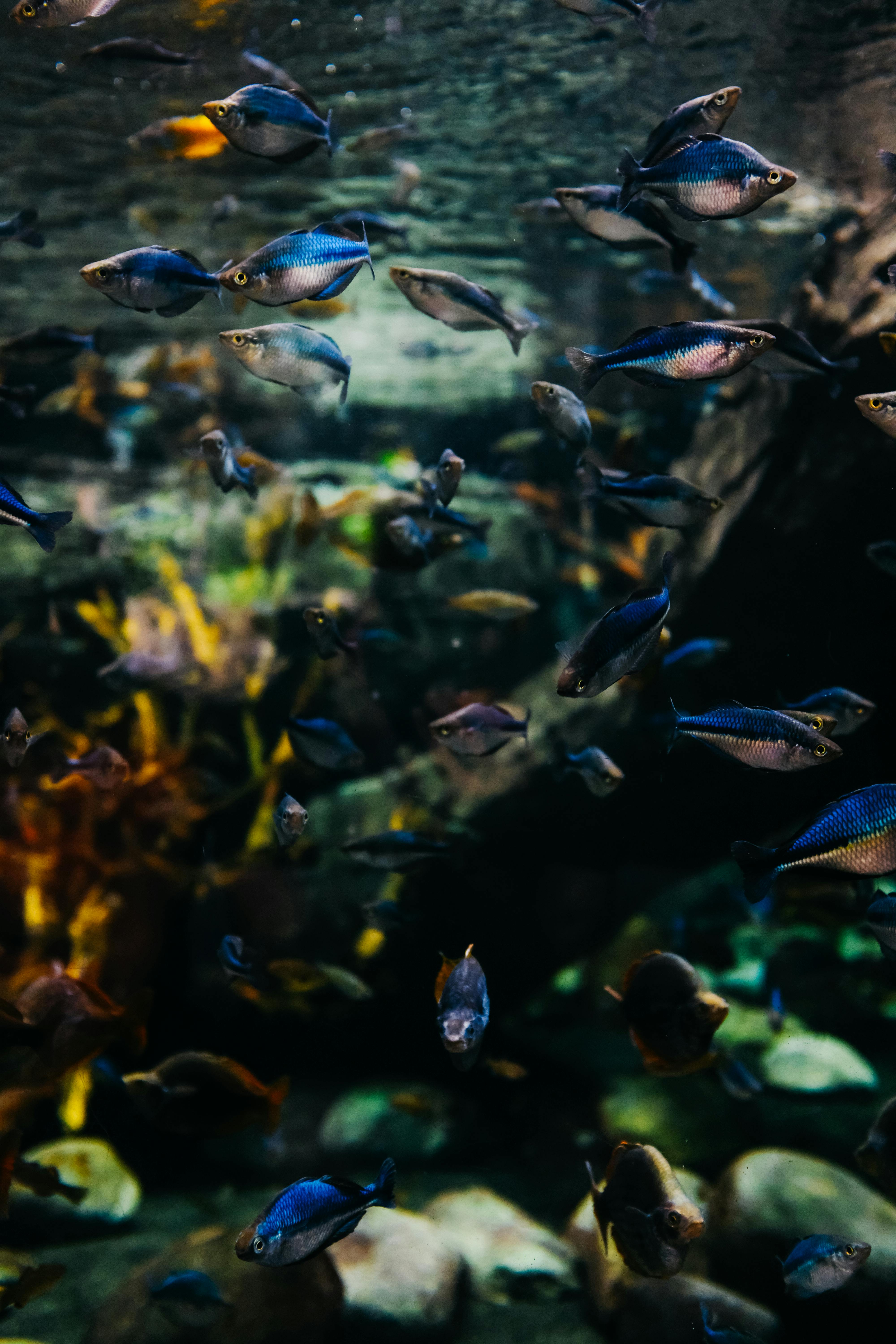 A large aquarium with many fish swimming around · Free Stock Photo