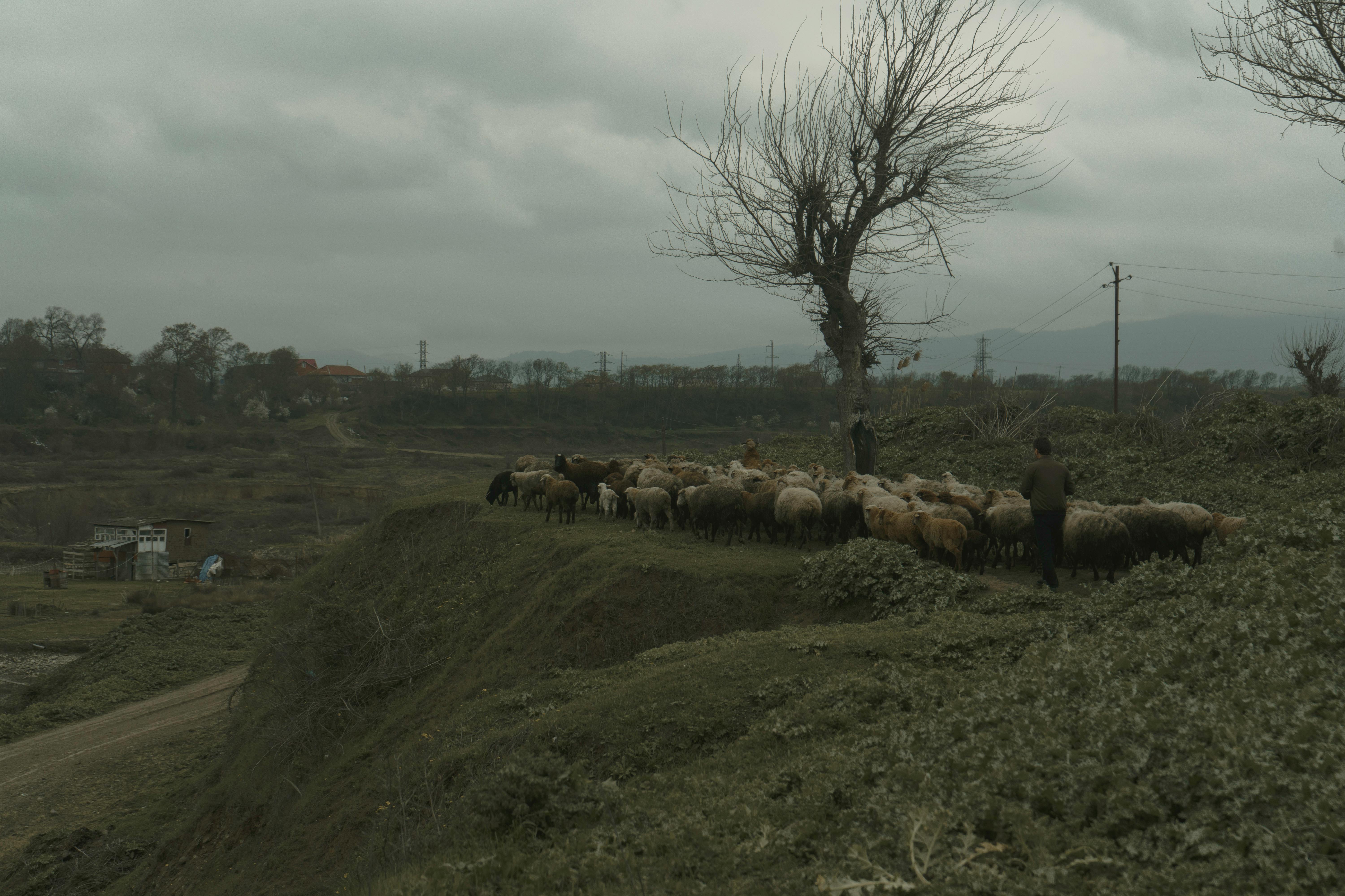 Man Walking behind a Flock of Sheep · Free Stock Photo
