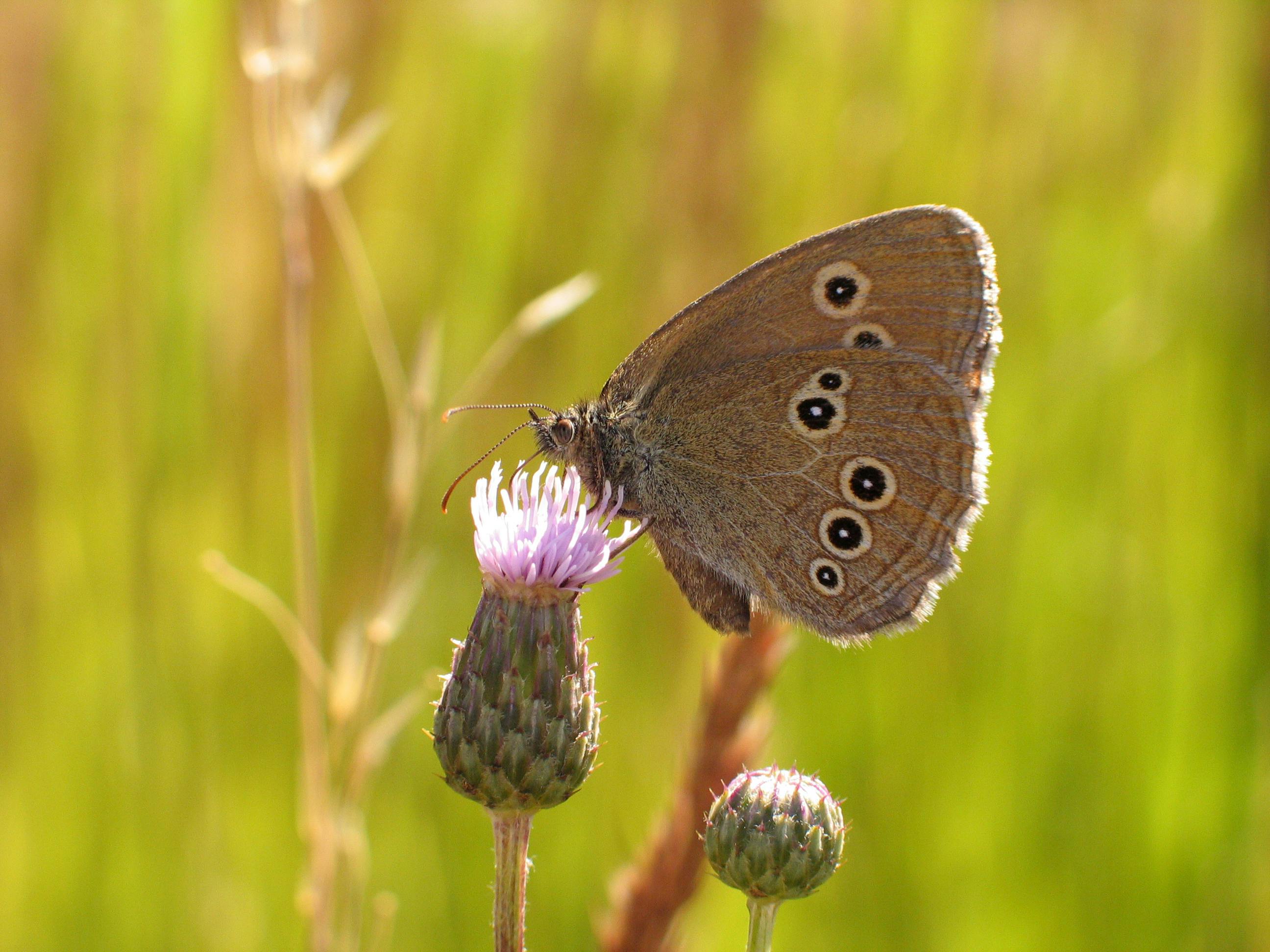 Ringlet Butterfly on Flowers · Free Stock Photo