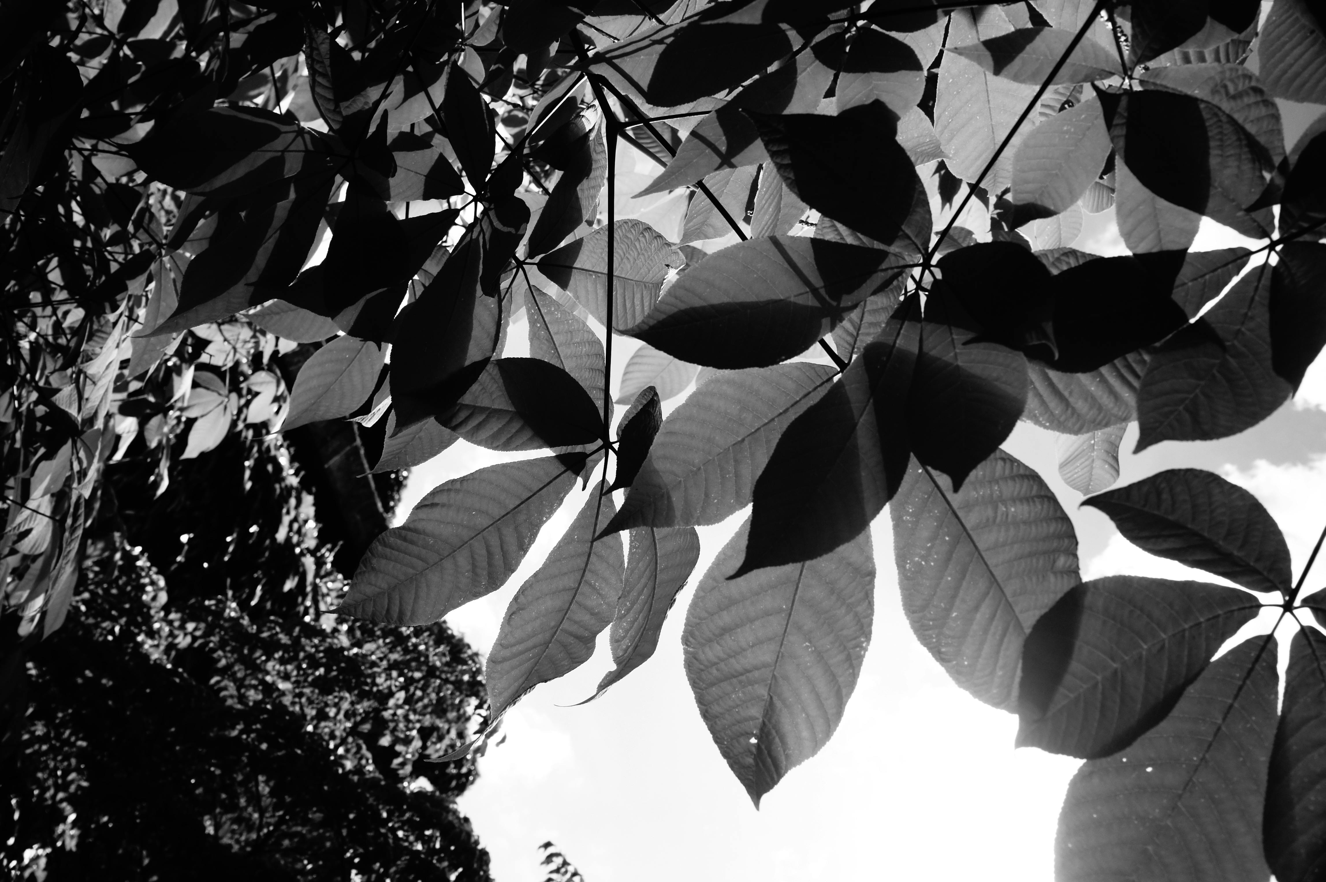 Free stock photo of black-and-white, grayscale, leaves - Stock Image - Everypixel