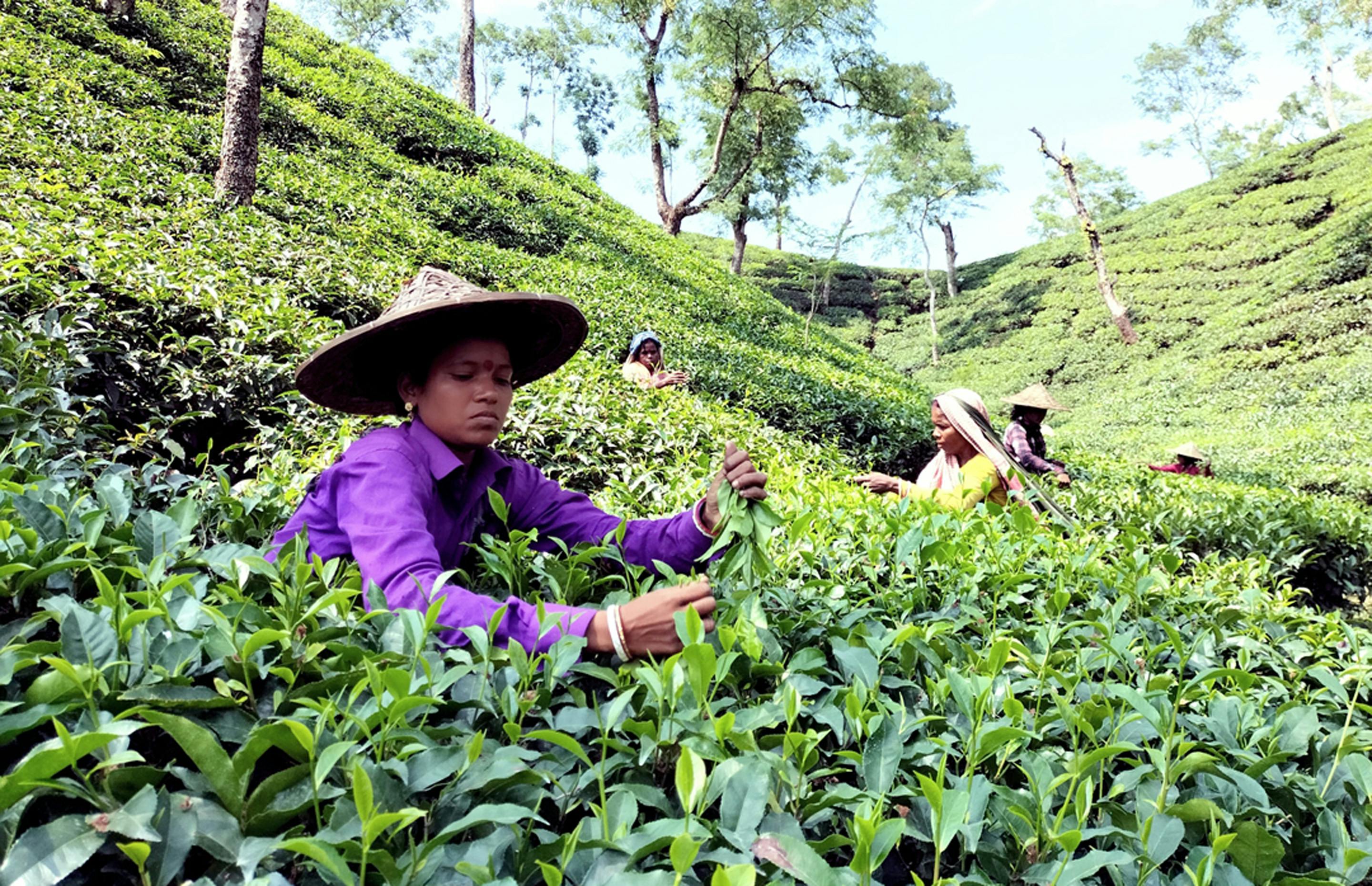 Assam Tea Garden Photos, Download The BEST Free Assam Tea Garden Stock ... Assam Tea Garden Photos, Download The BEST Free Assam Tea Garden Stock ...