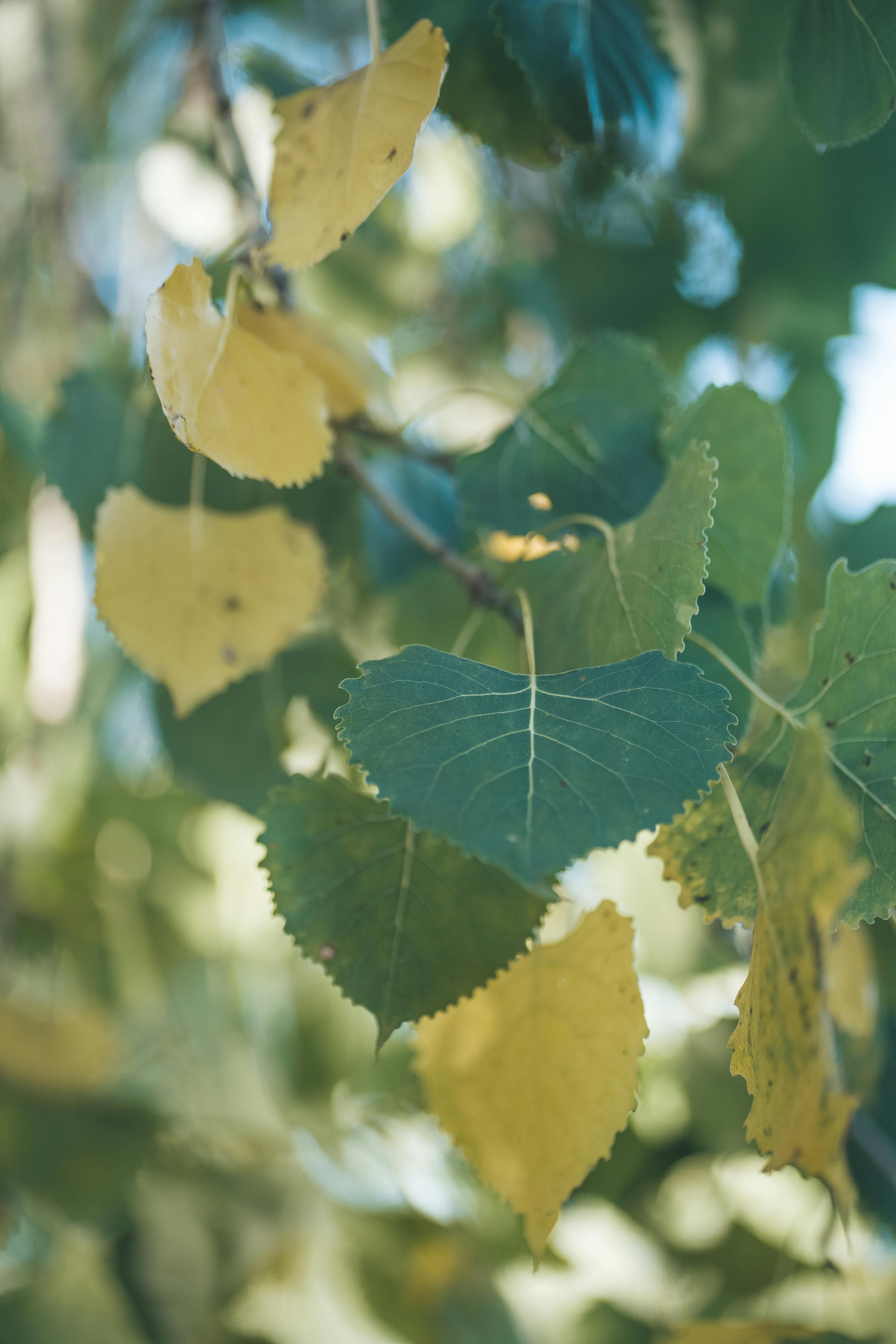Yellow Sail Photos, Download The BEST Free Yellow Sail Stock Photos ...