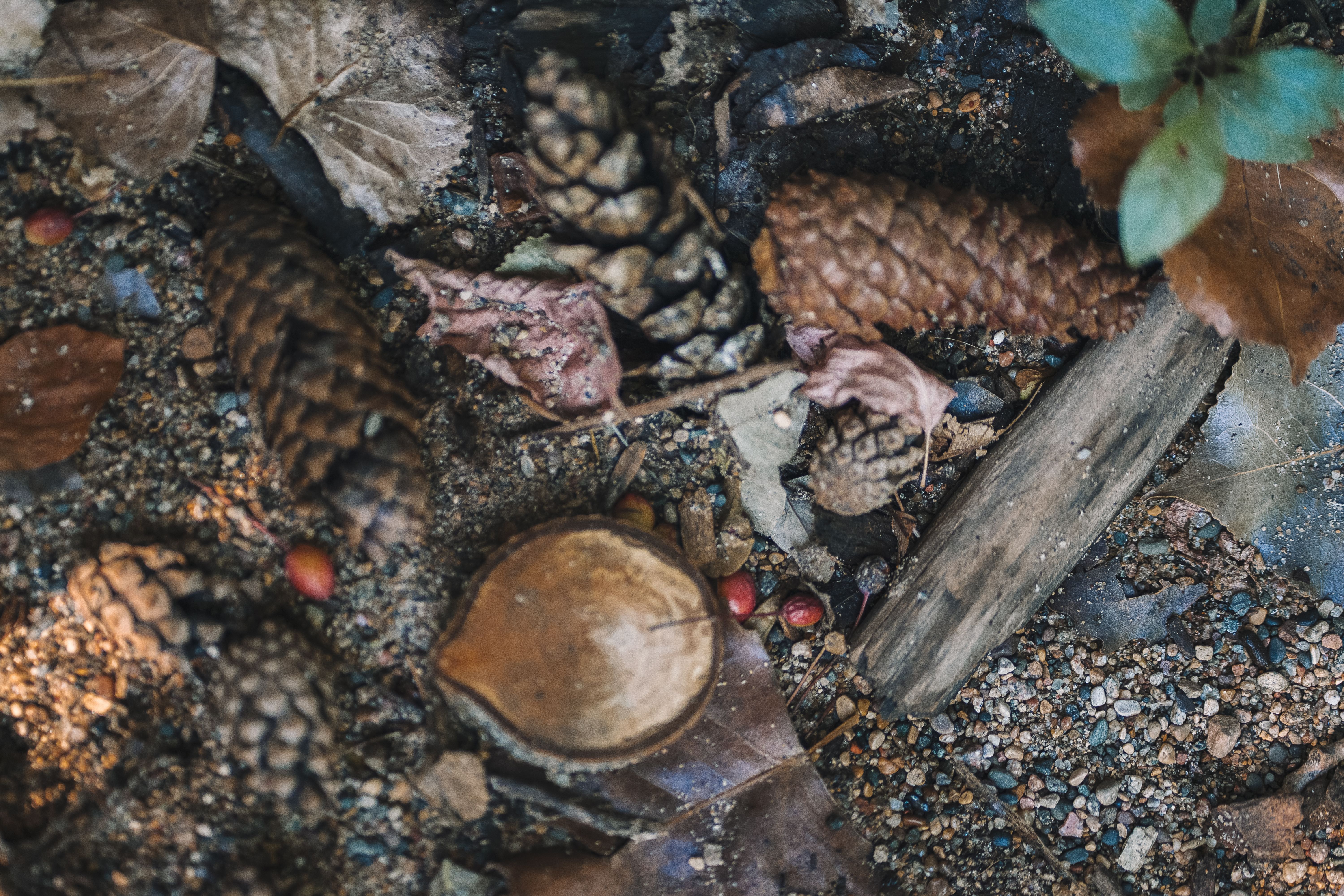 Photography of Twigs on the Ground · Free Stock Photo