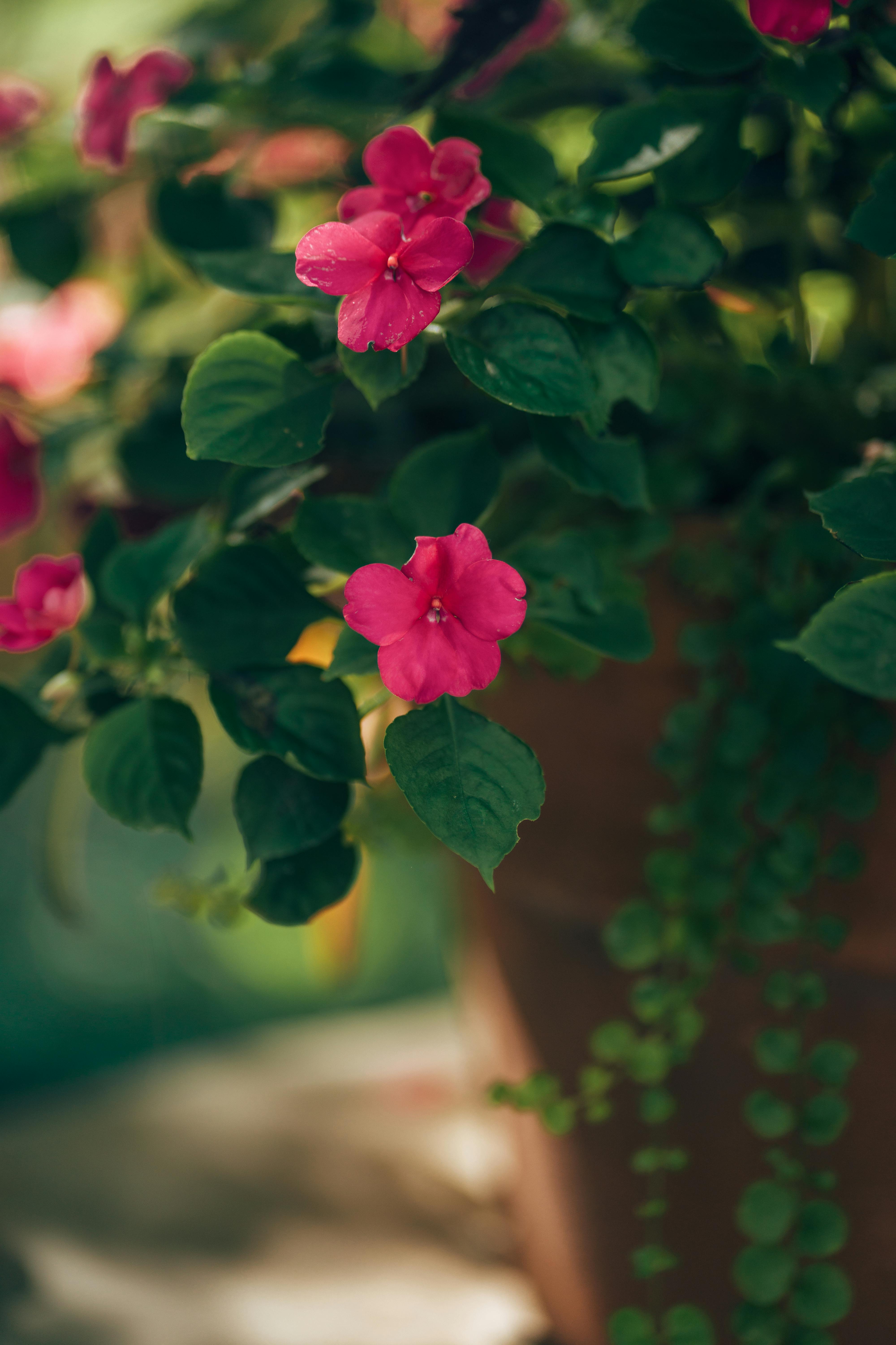 Plant with Pink Flowers · Free Stock Photo