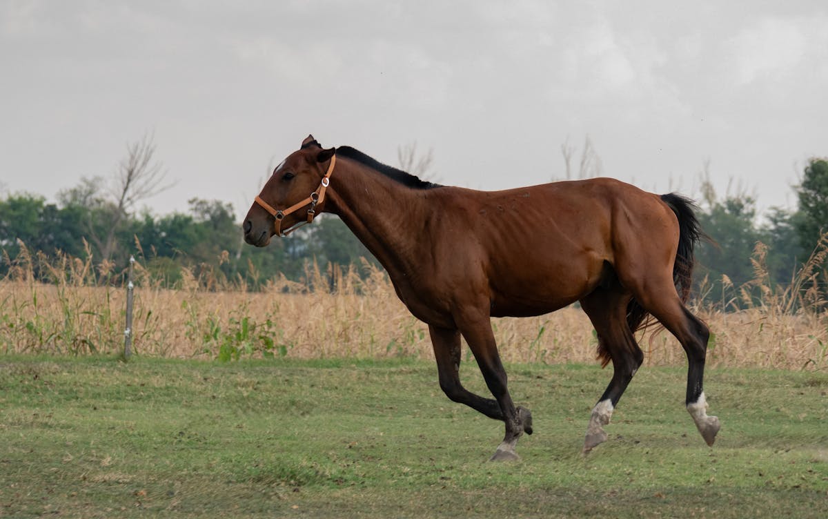 Running Horse Wallpaper Photos, Download The BEST Free Running Horse ...