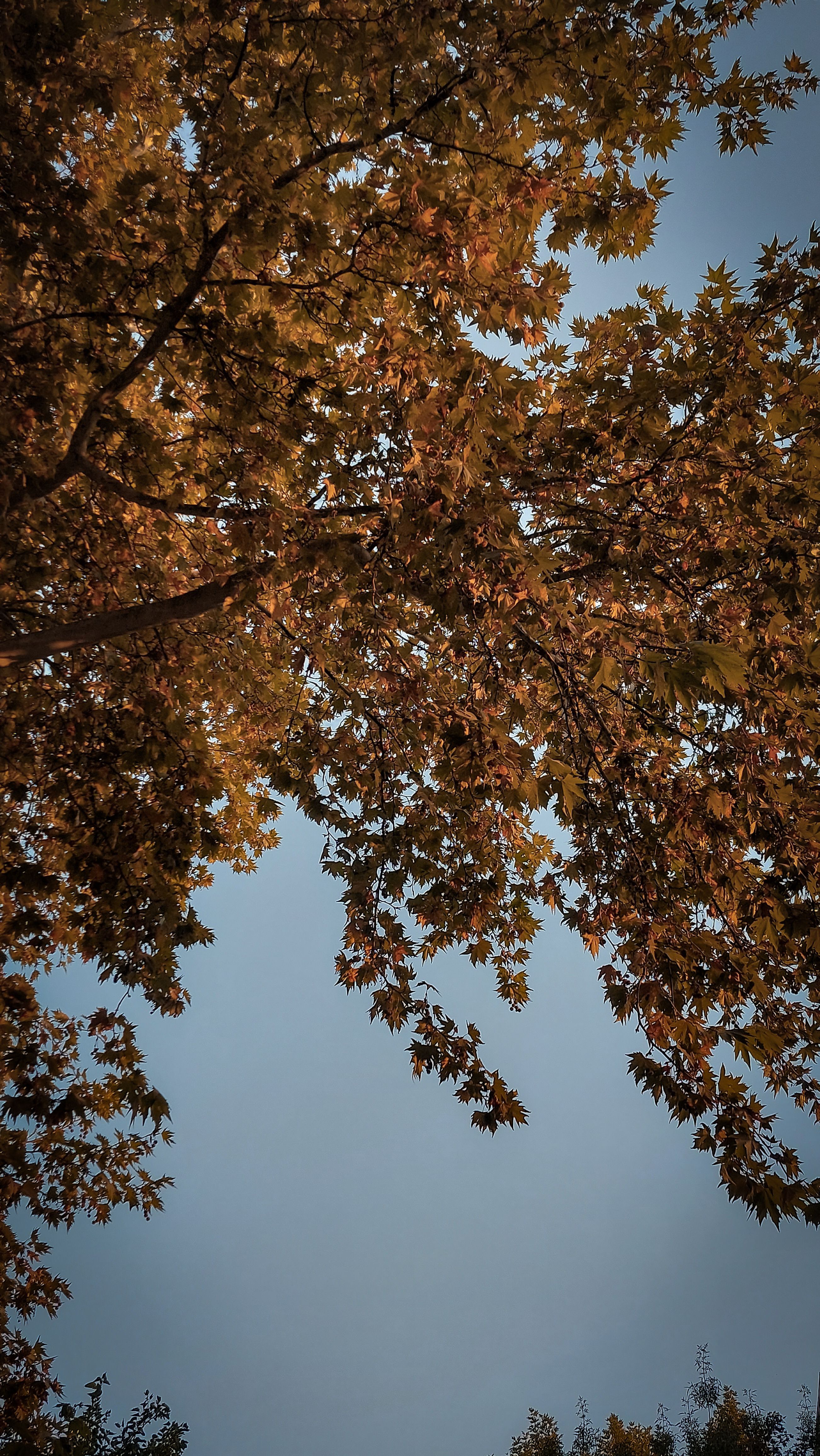 Tree in Autumn · Free Stock Photo
