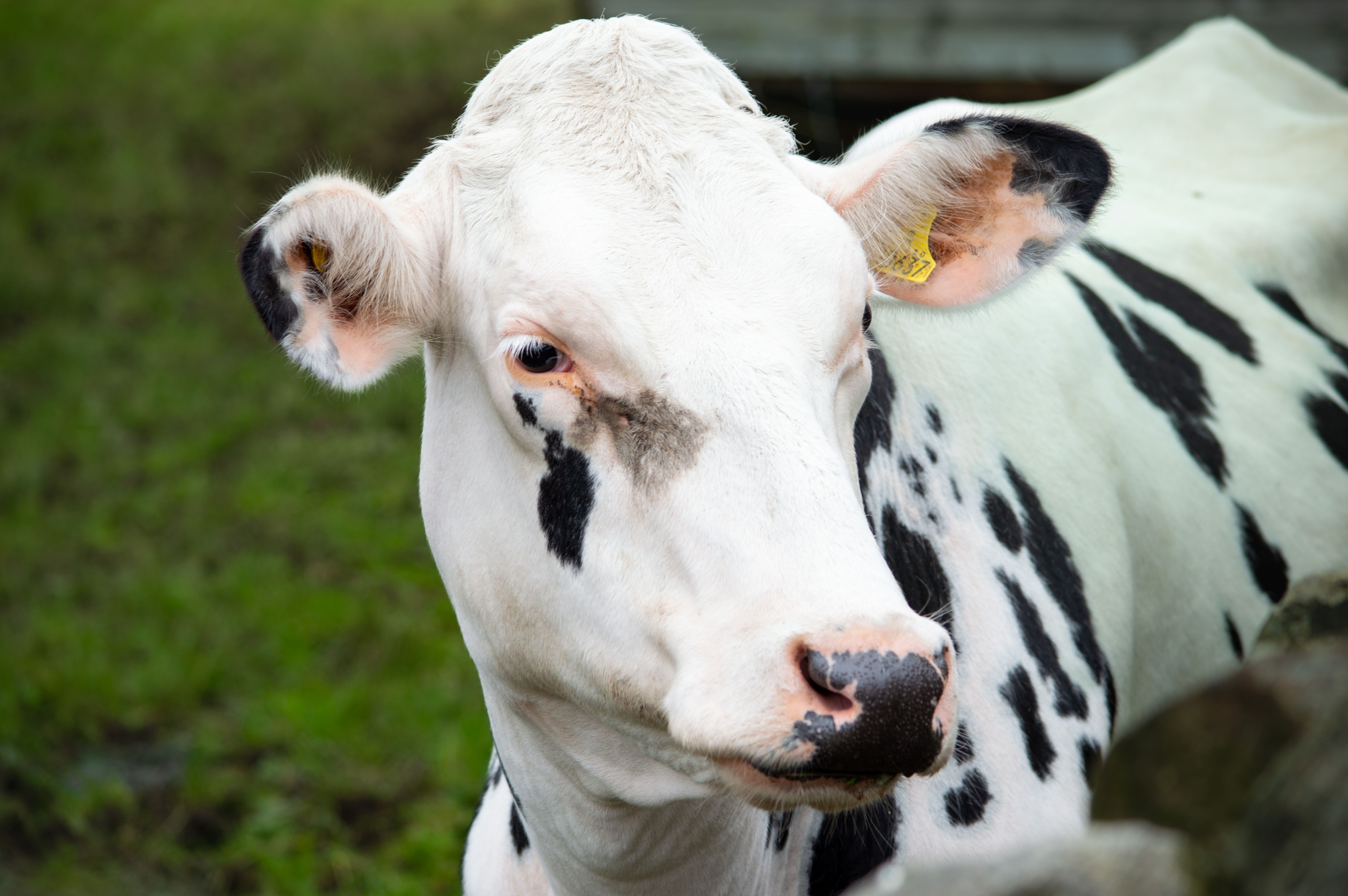 Black and White Dairy Cow's Head · Free Stock Photo