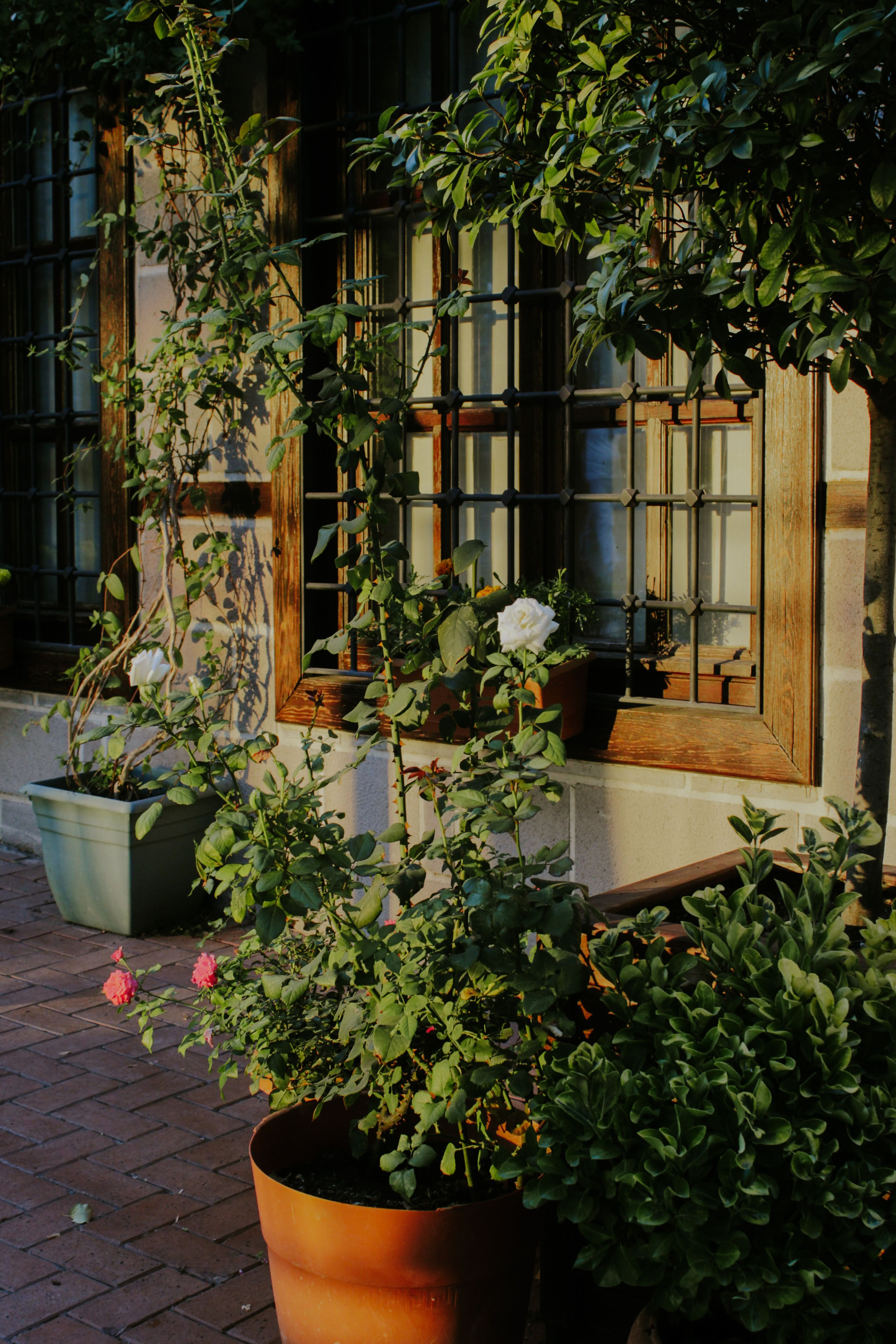 Potted Plants Decorating Building Exterior · Free Stock Photo