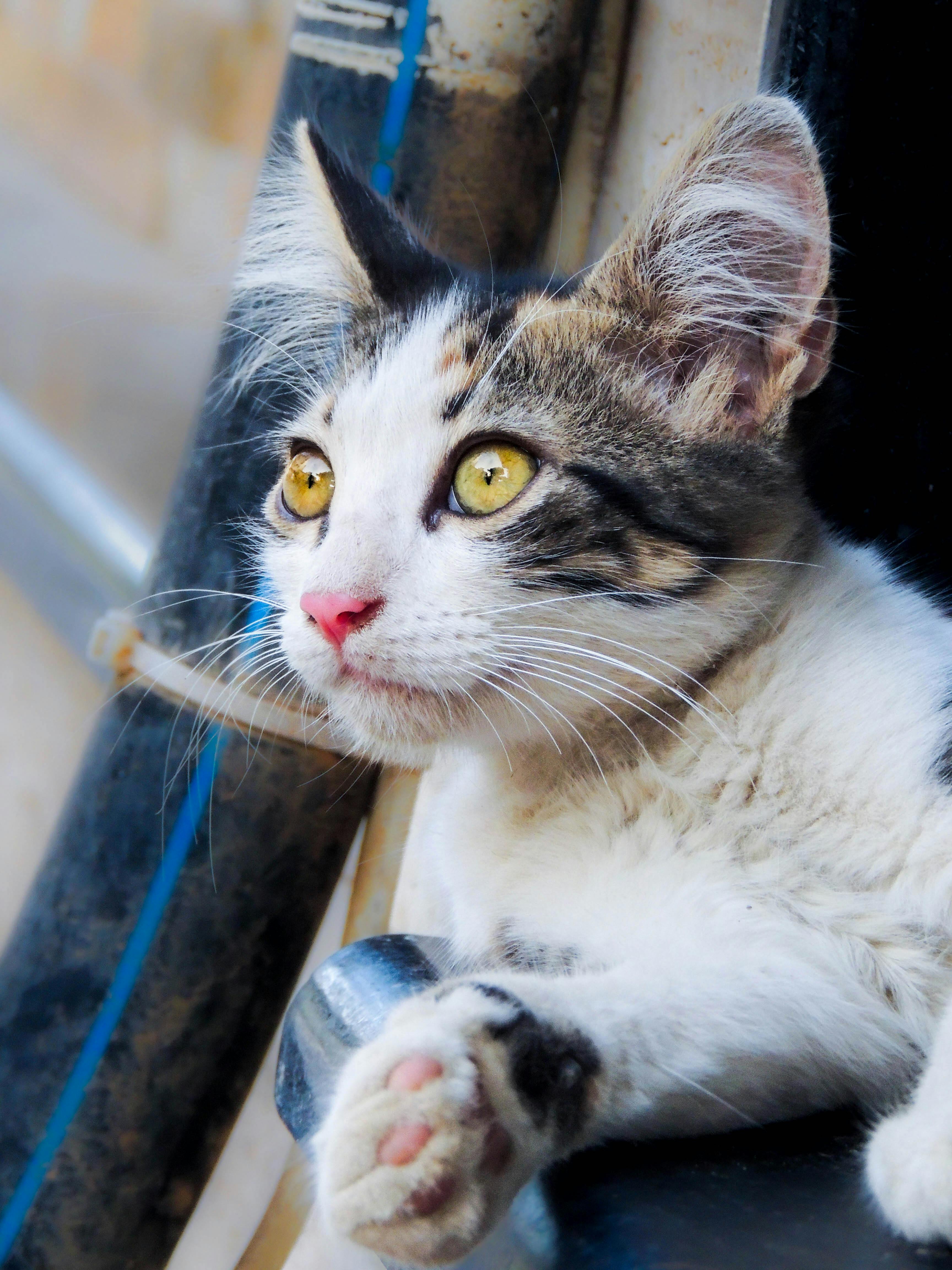 Adorable Downy Cat · Free Stock Photo