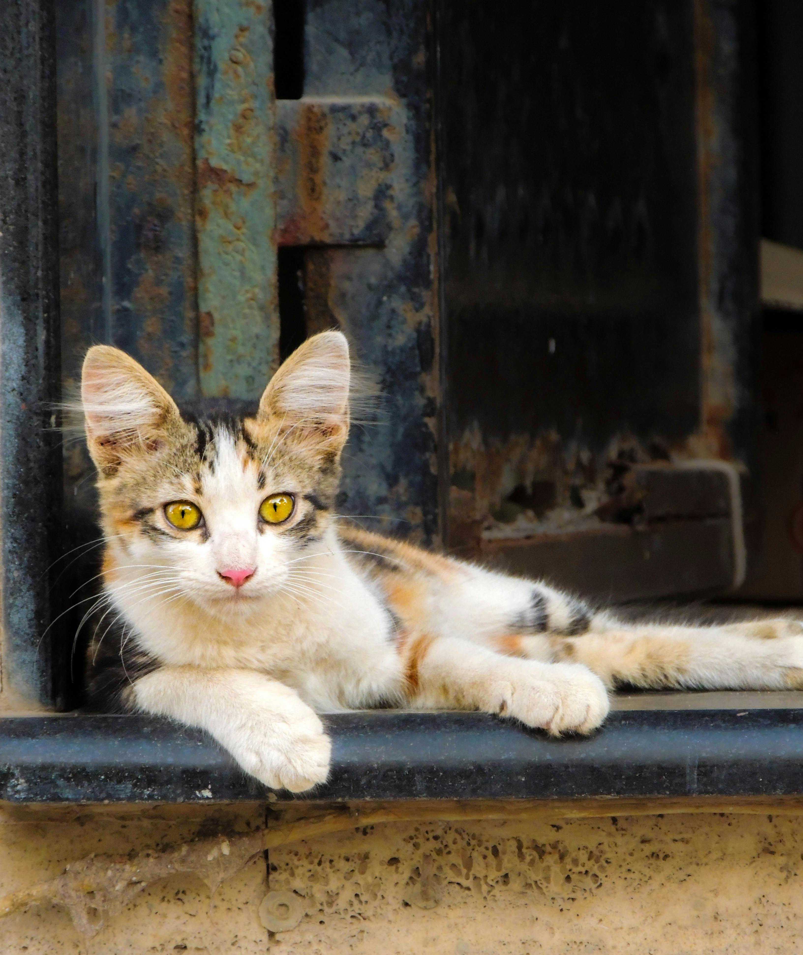 Curious Downy Cat · Free Stock Photo