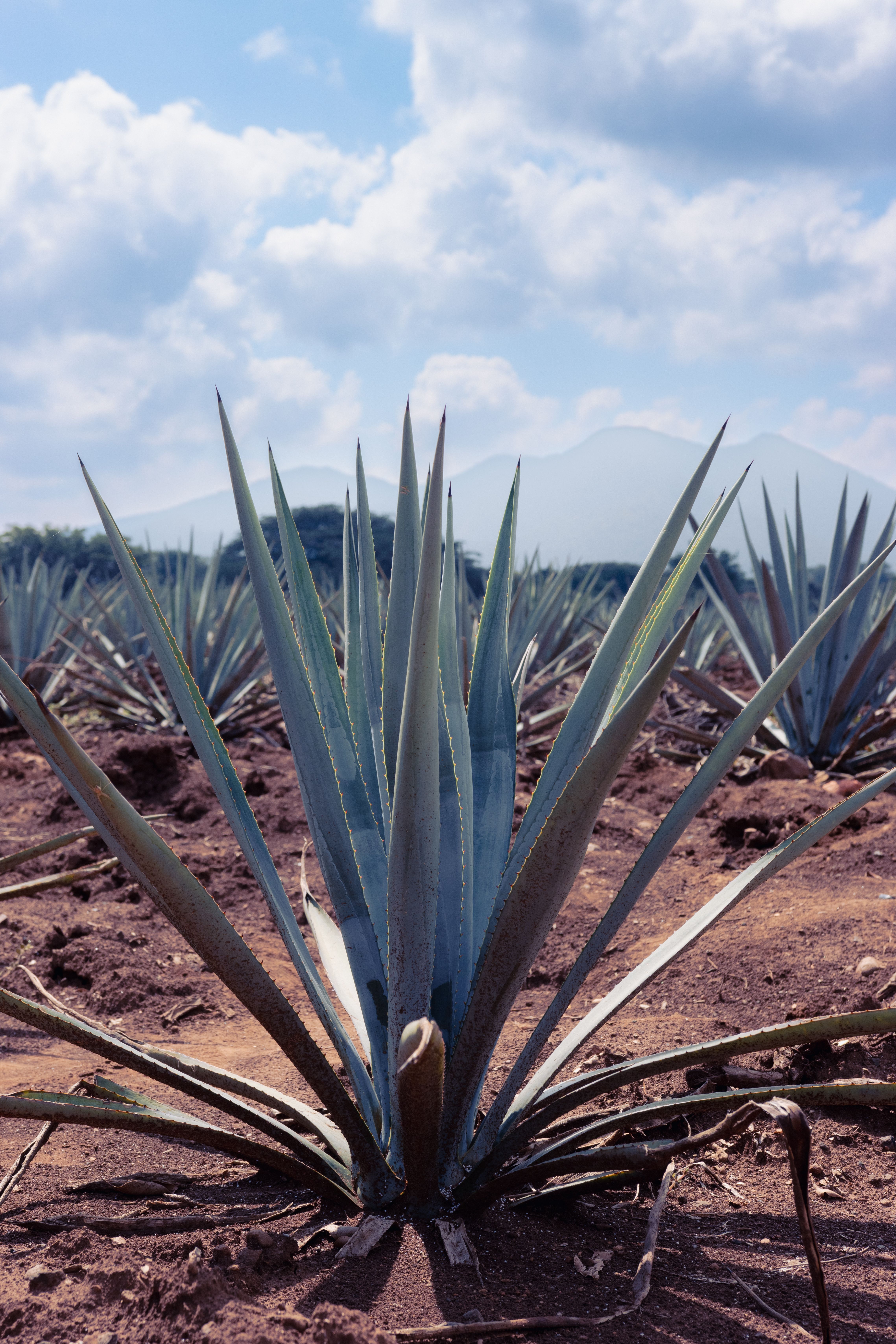 Foto de stock gratuita sobre agave, agave americana, agave azul, agaves ...