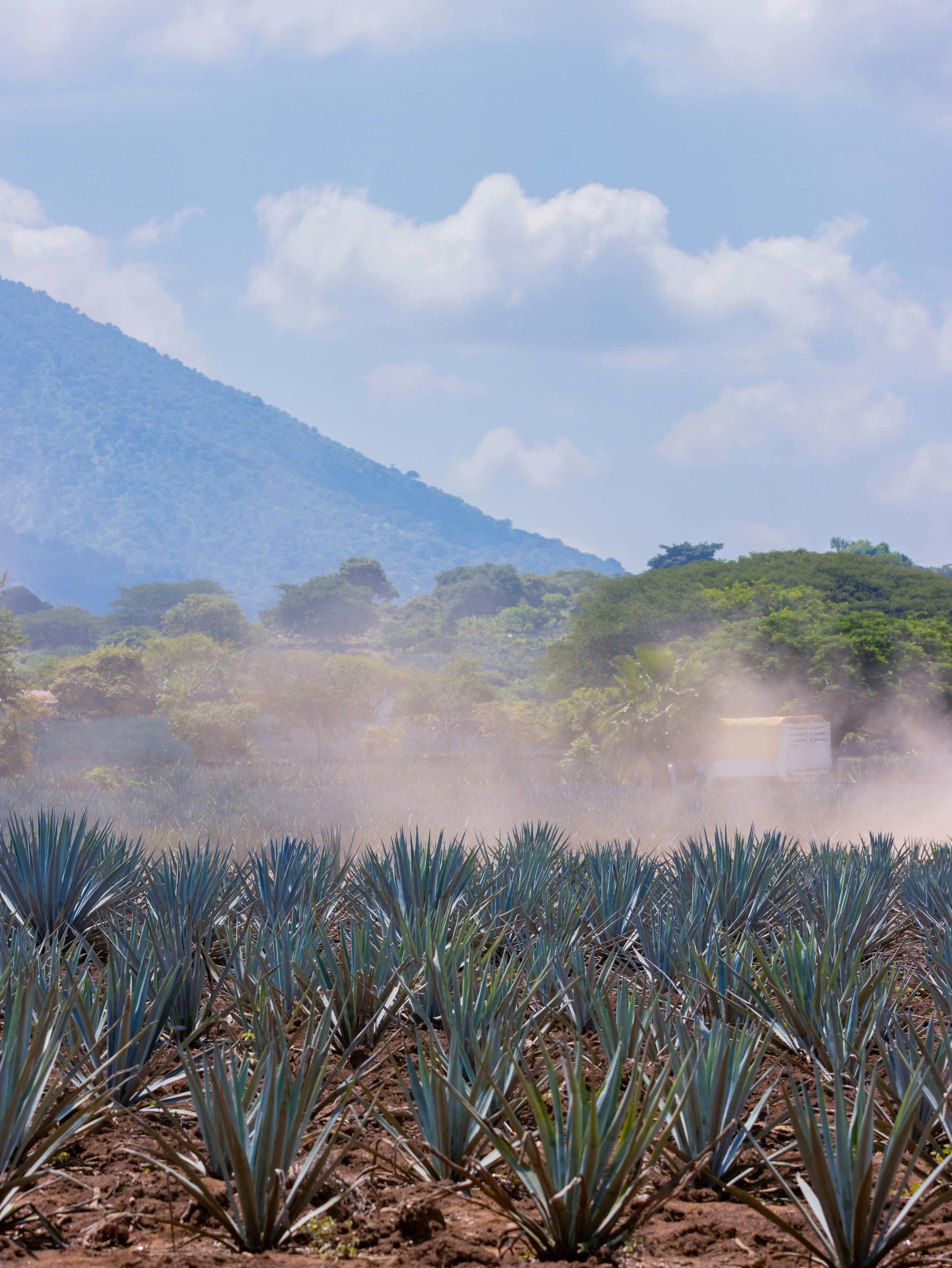 A field of blue agave plants with a mountain in the background · Free ...