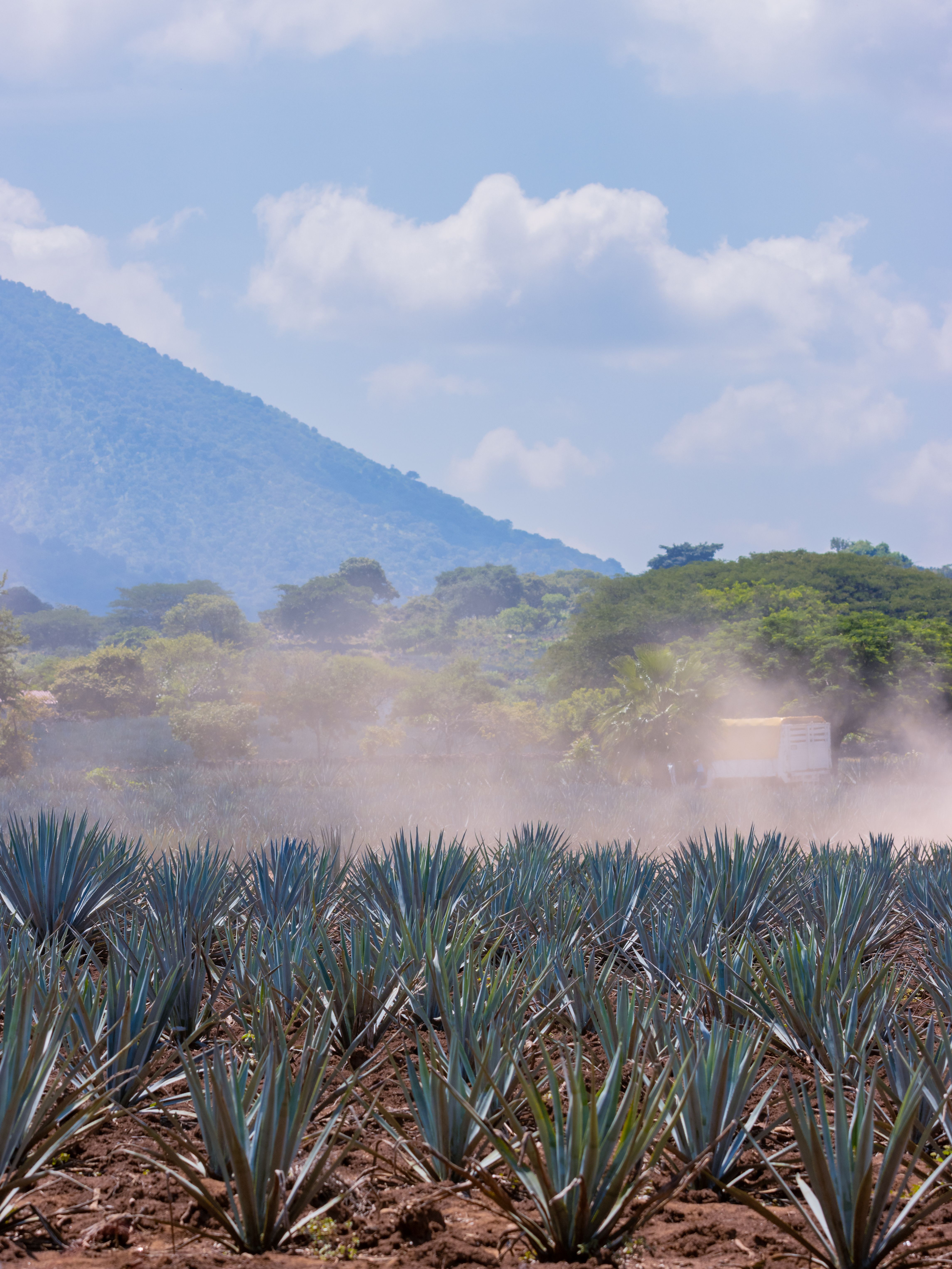 Foto de stock gratuita sobre agave, agave azul, agricultura, al aire ...