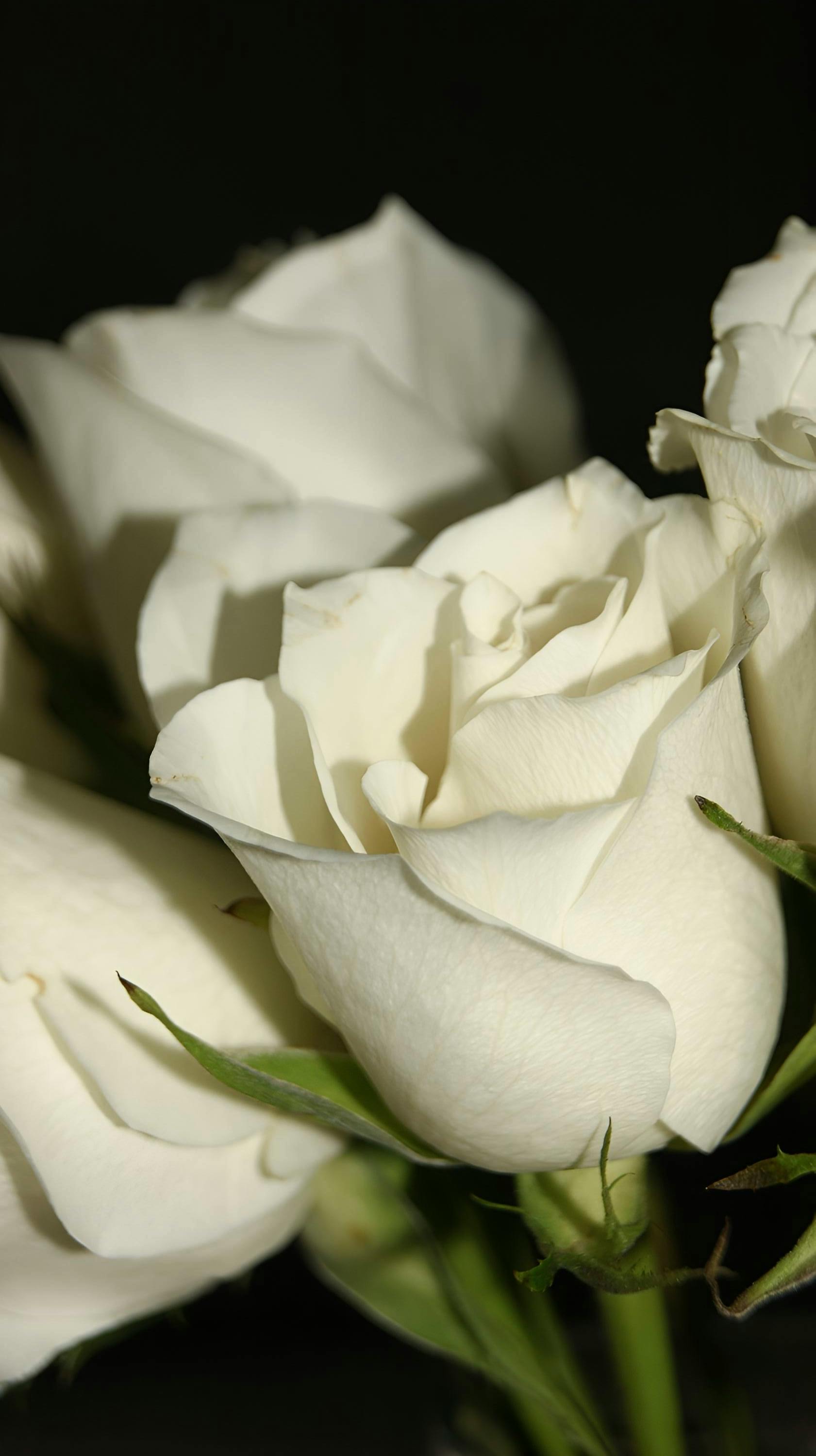 Closeup of White Roses · Free Stock Photo