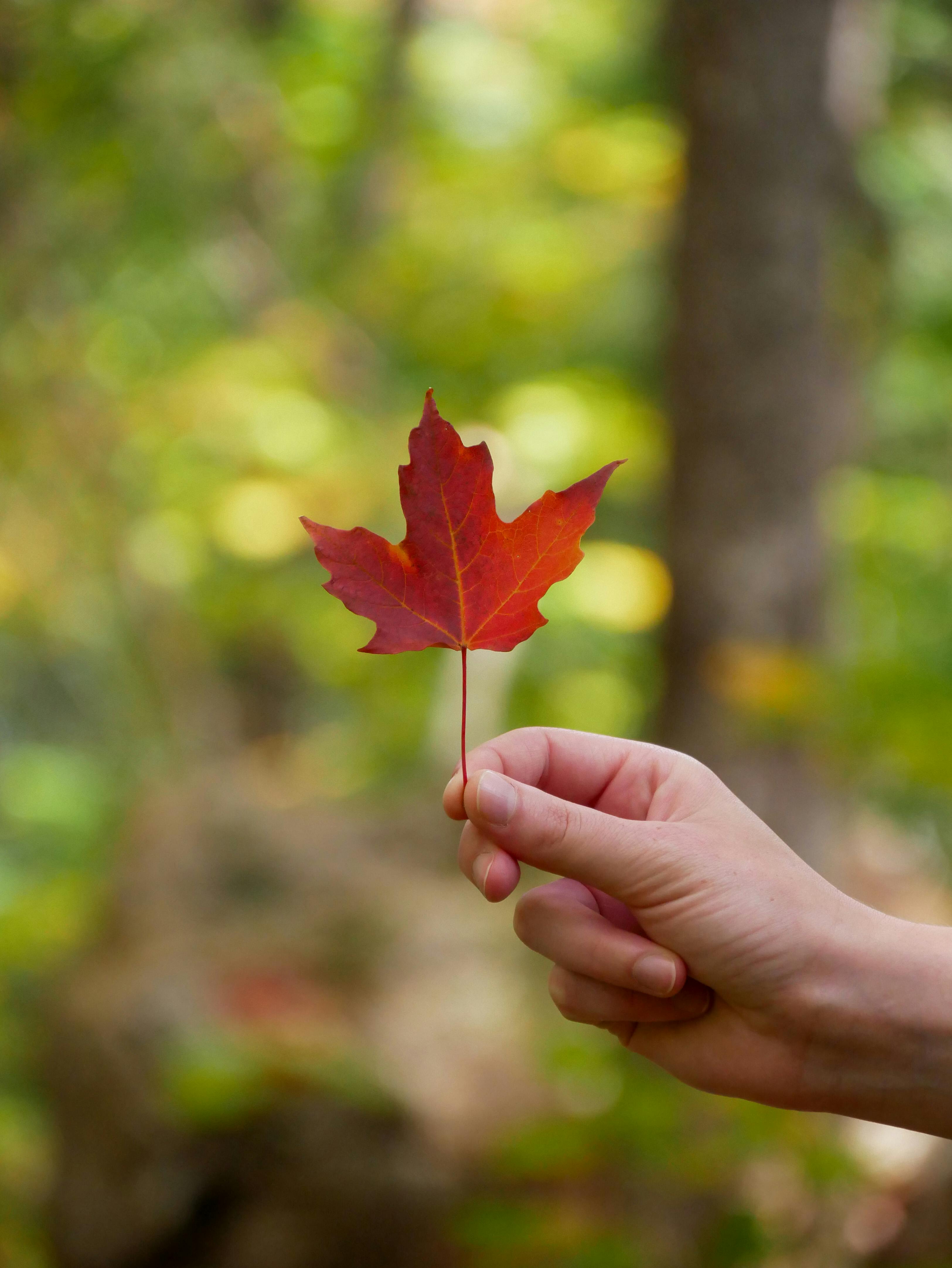 Womans Hand Holding an Autumn Leaf · Free Stock Photo