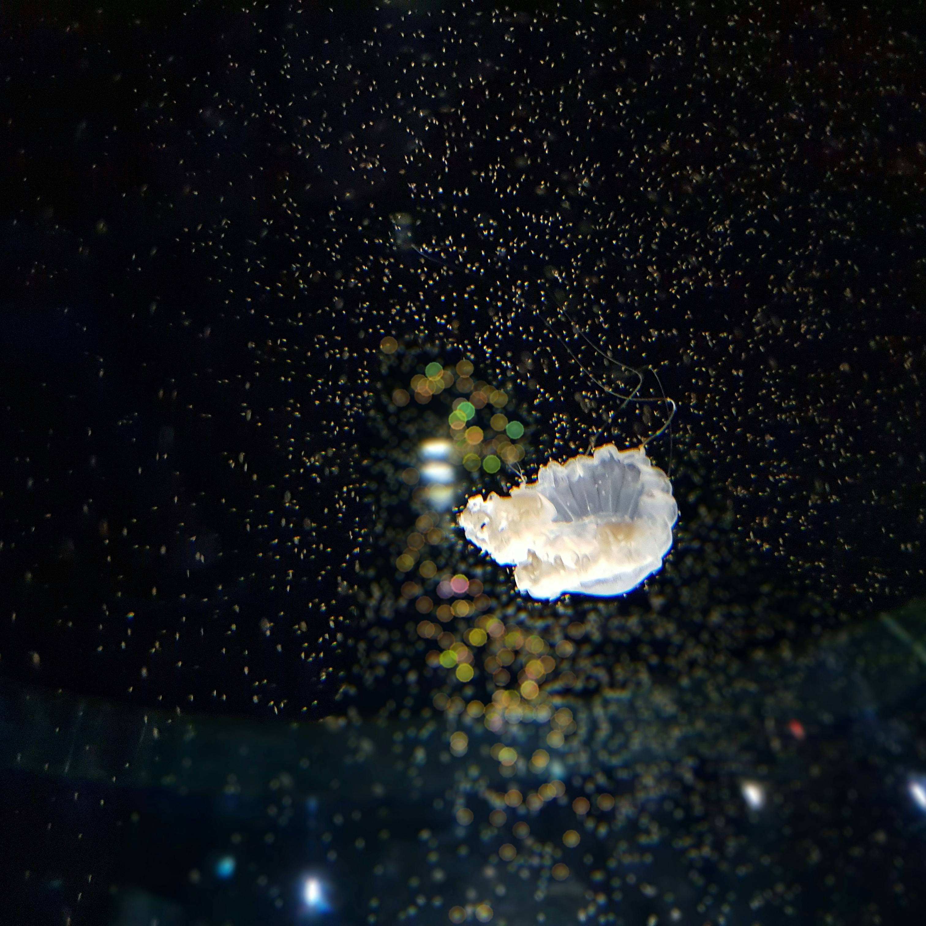 Free stock photo of #drifting #jellyfish #aquarium #particles #bubble ...