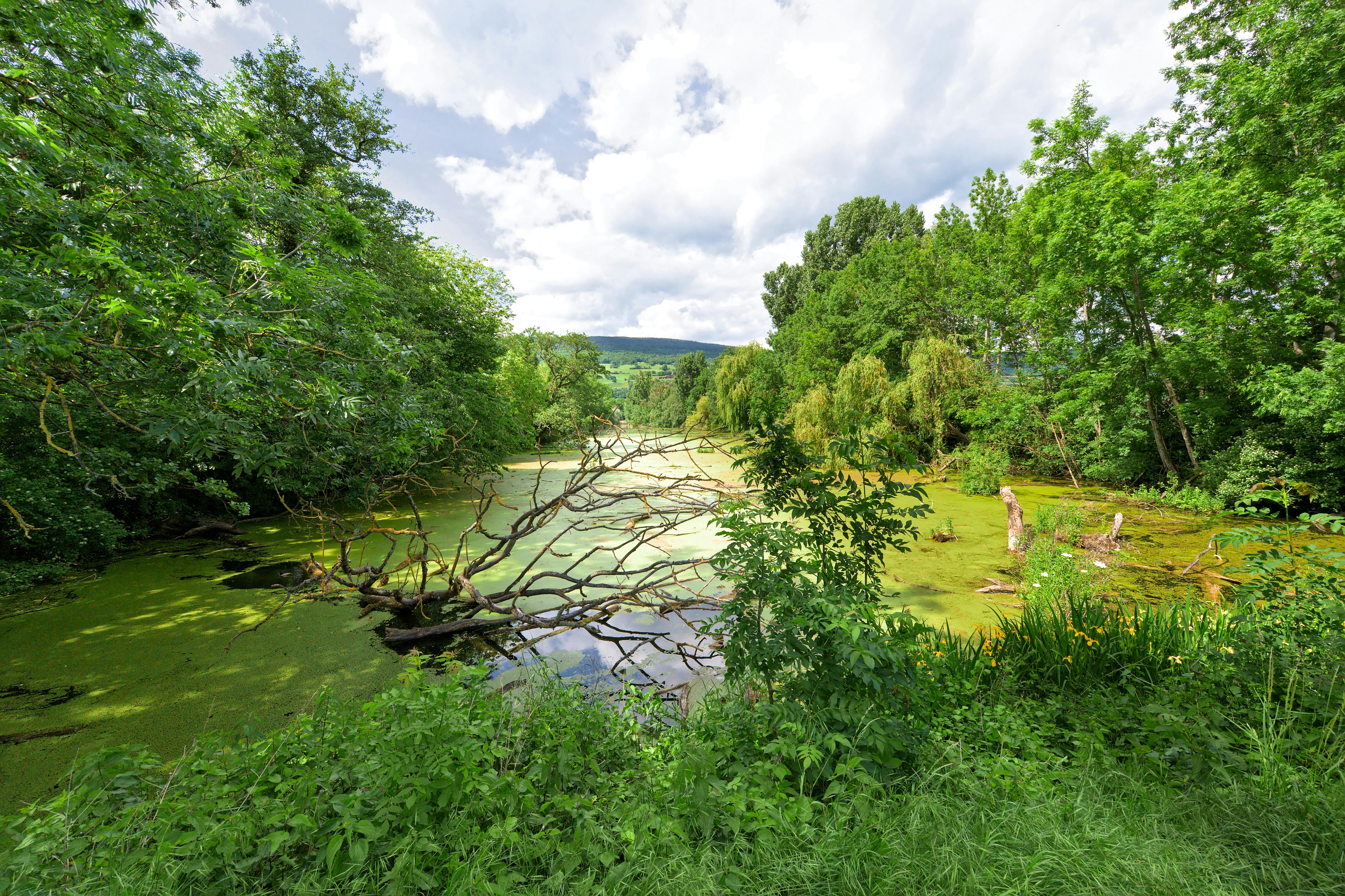 Trees around Lake on Swamp · Free Stock Photo