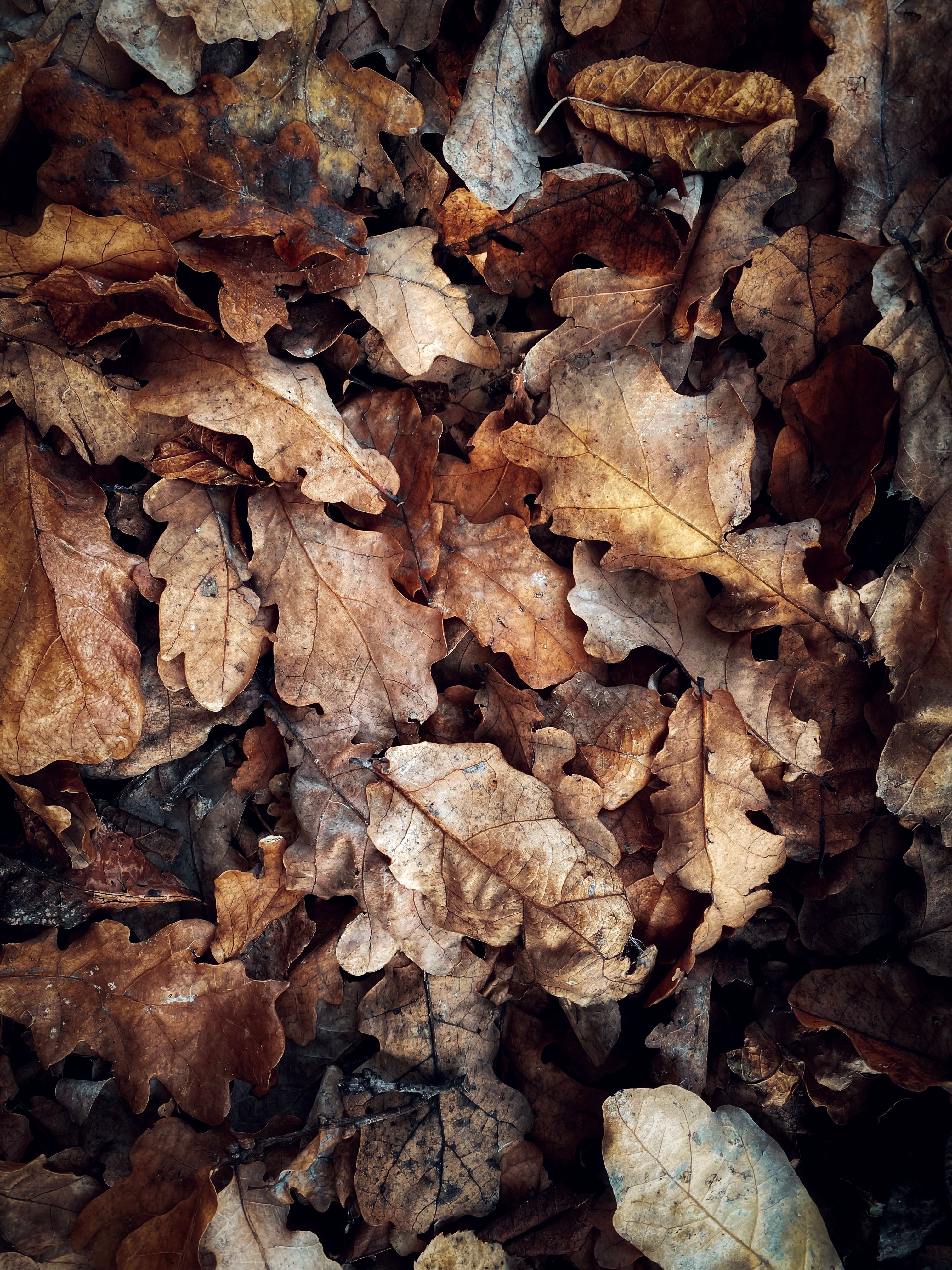 Assorted Color Leafs Photo · Free Stock Photo