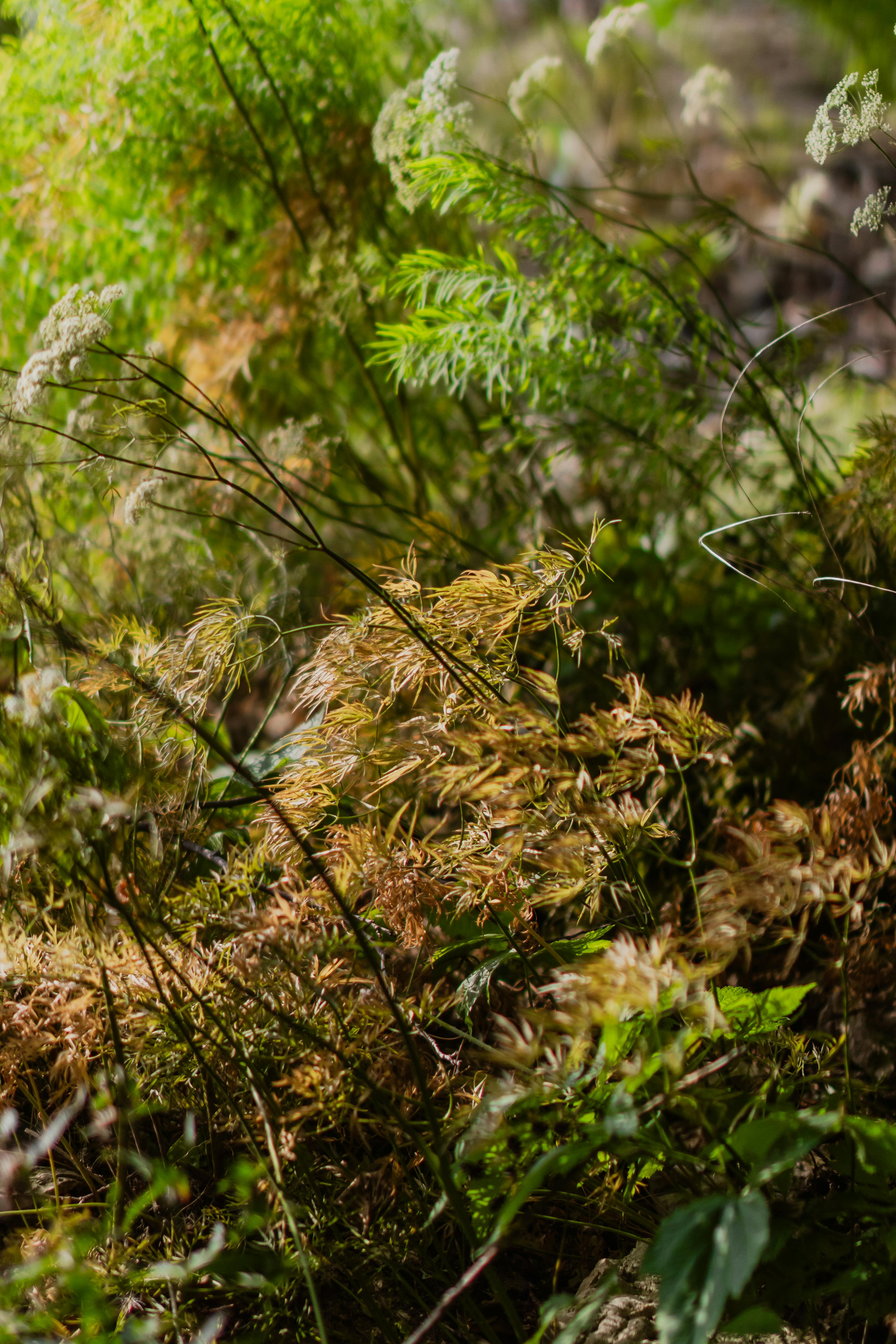 Close-up of Wild Growing Plants · Free Stock Photo